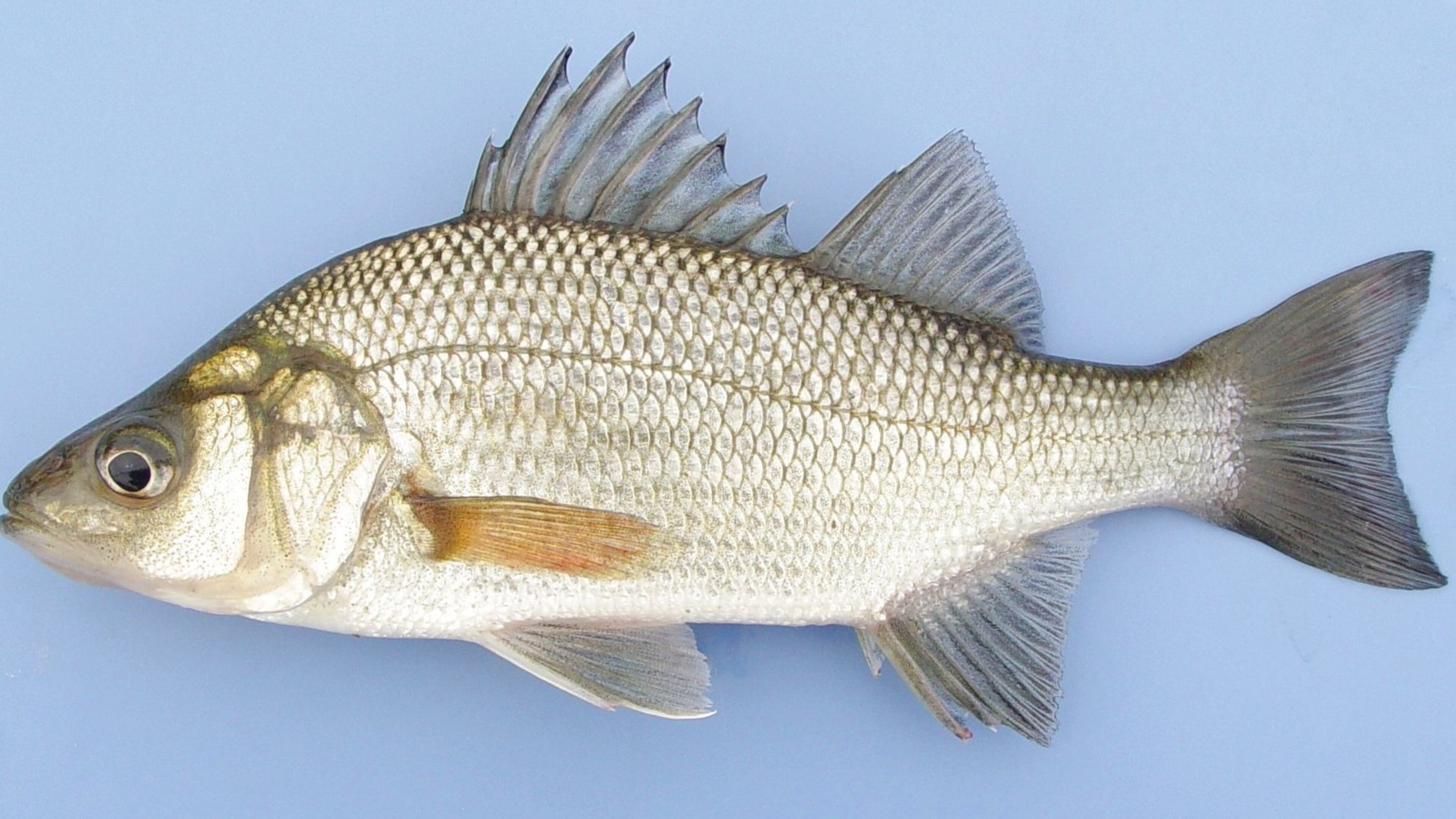 White Perch | Nebraska Invasive Species Council | Nebraska
