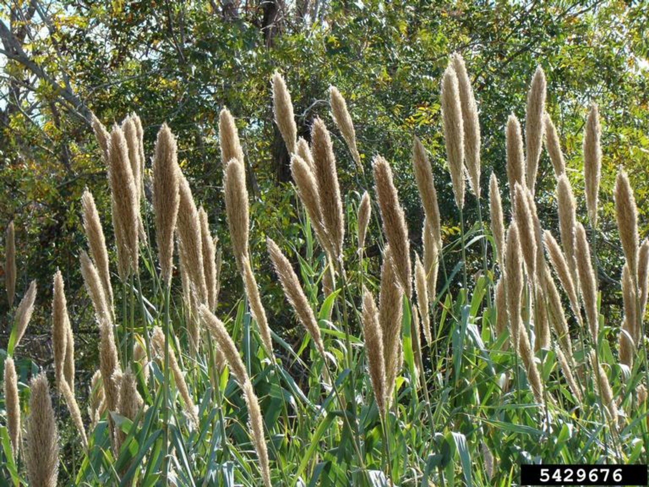 Giant Reed | Nebraska Invasive Species Council | Nebraska