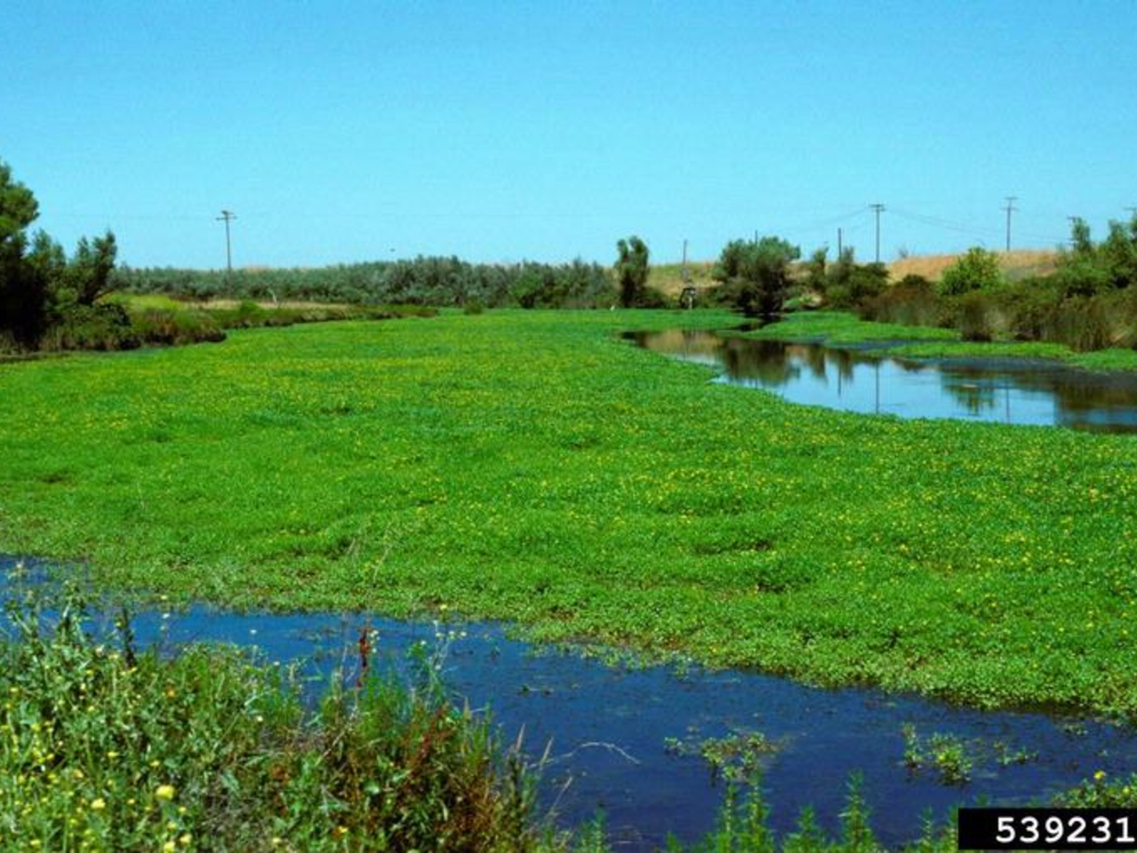 Creeping Water Primrose | Nebraska Invasive Species Council | Nebraska