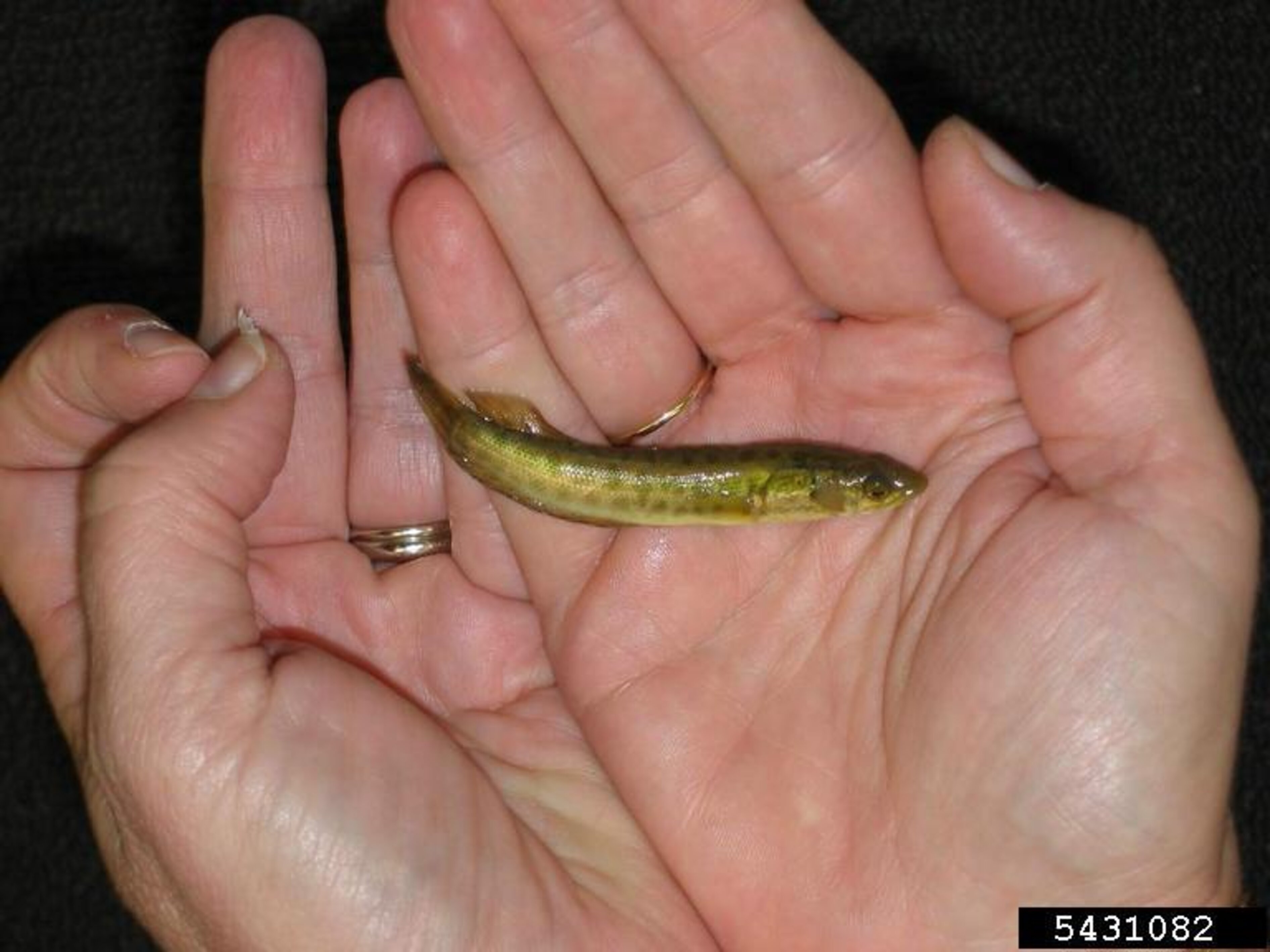 Snakehead | Nebraska Invasive Species Council | Nebraska