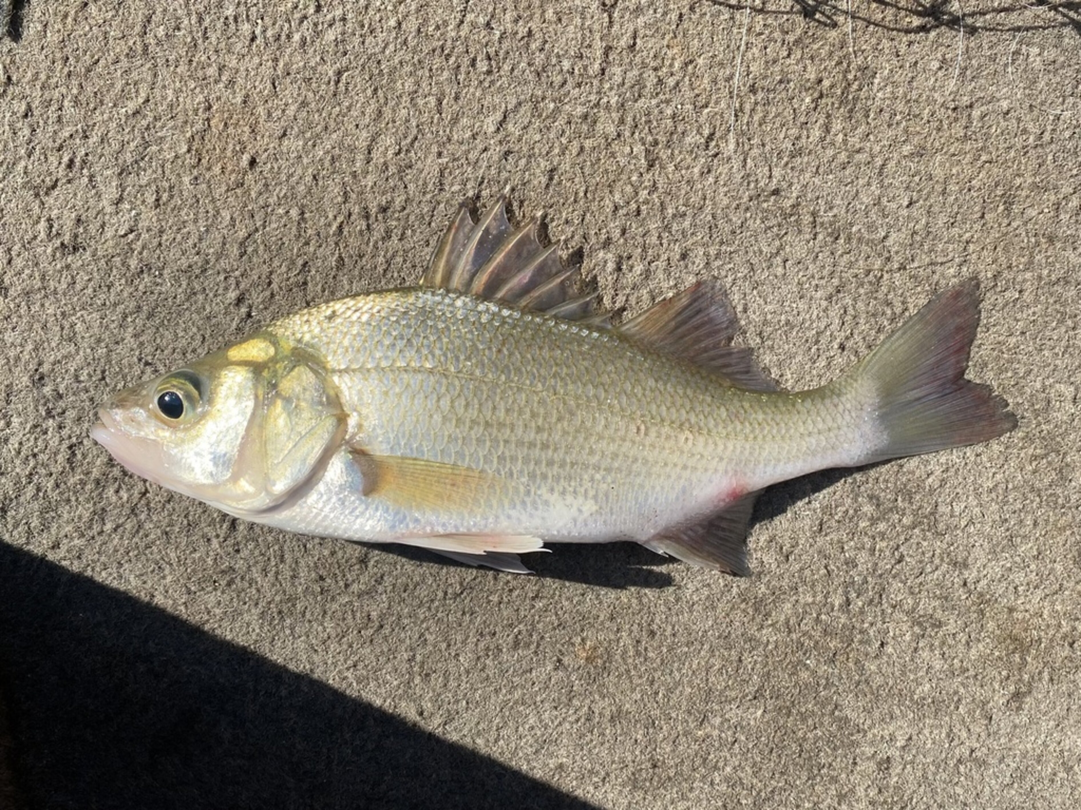 White Perch | Nebraska Invasive Species Council | Nebraska