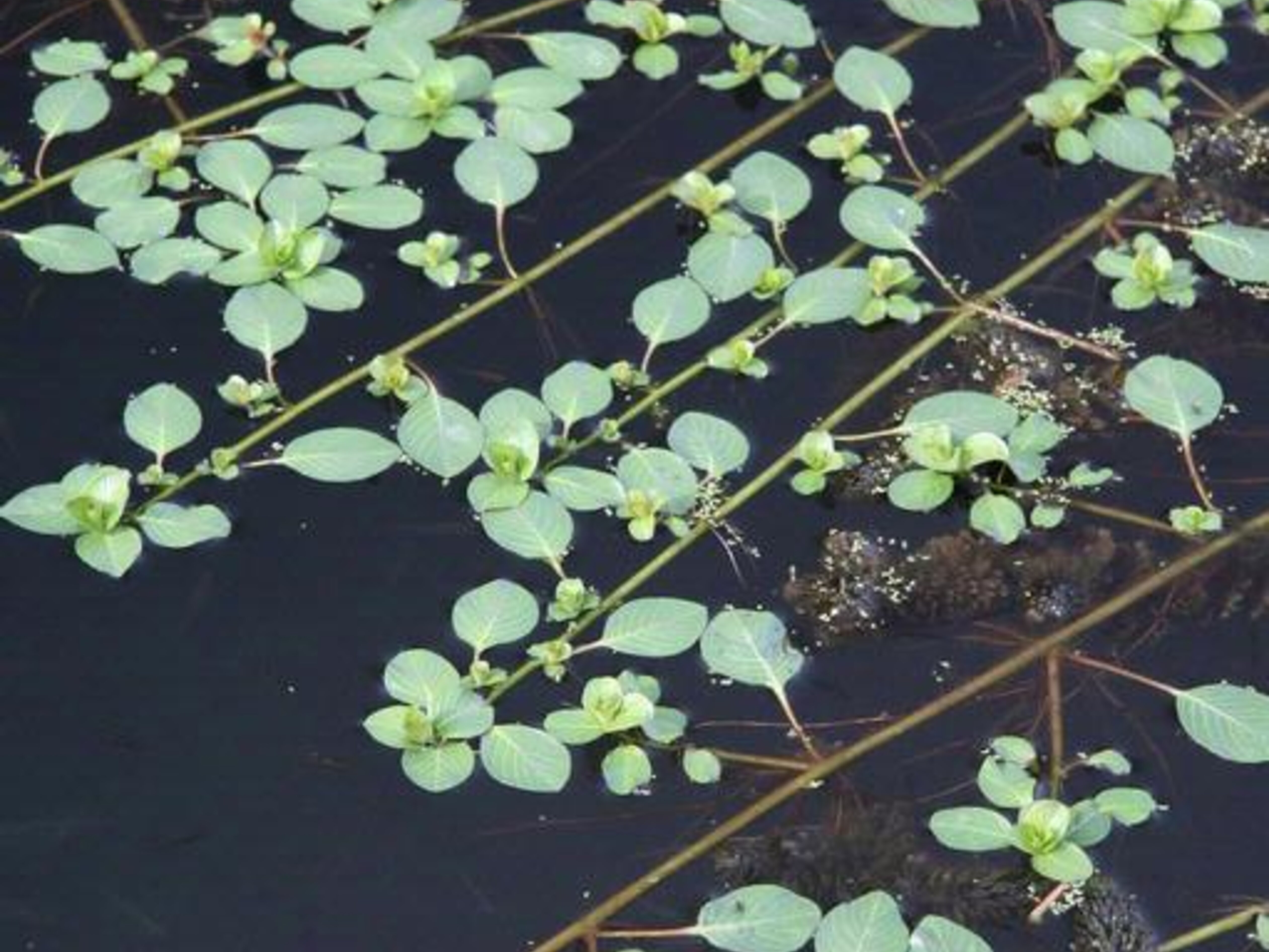 Creeping Water Primrose | Nebraska Invasive Species Council | Nebraska