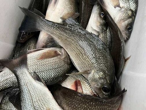 White Perch | Nebraska Invasive Species Council | Nebraska