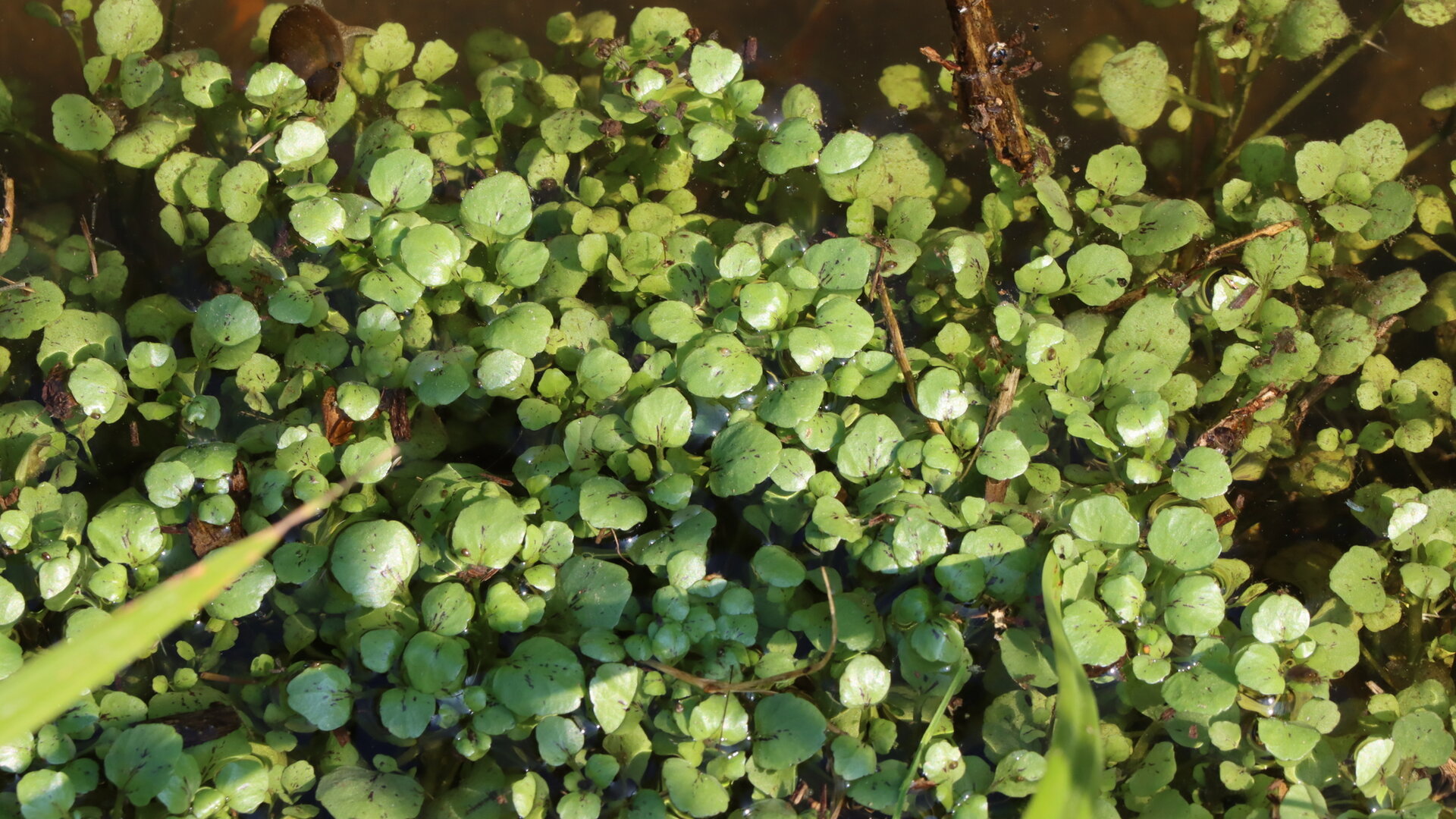 Common Watercress | Nebraska Invasive Species Council | Nebraska