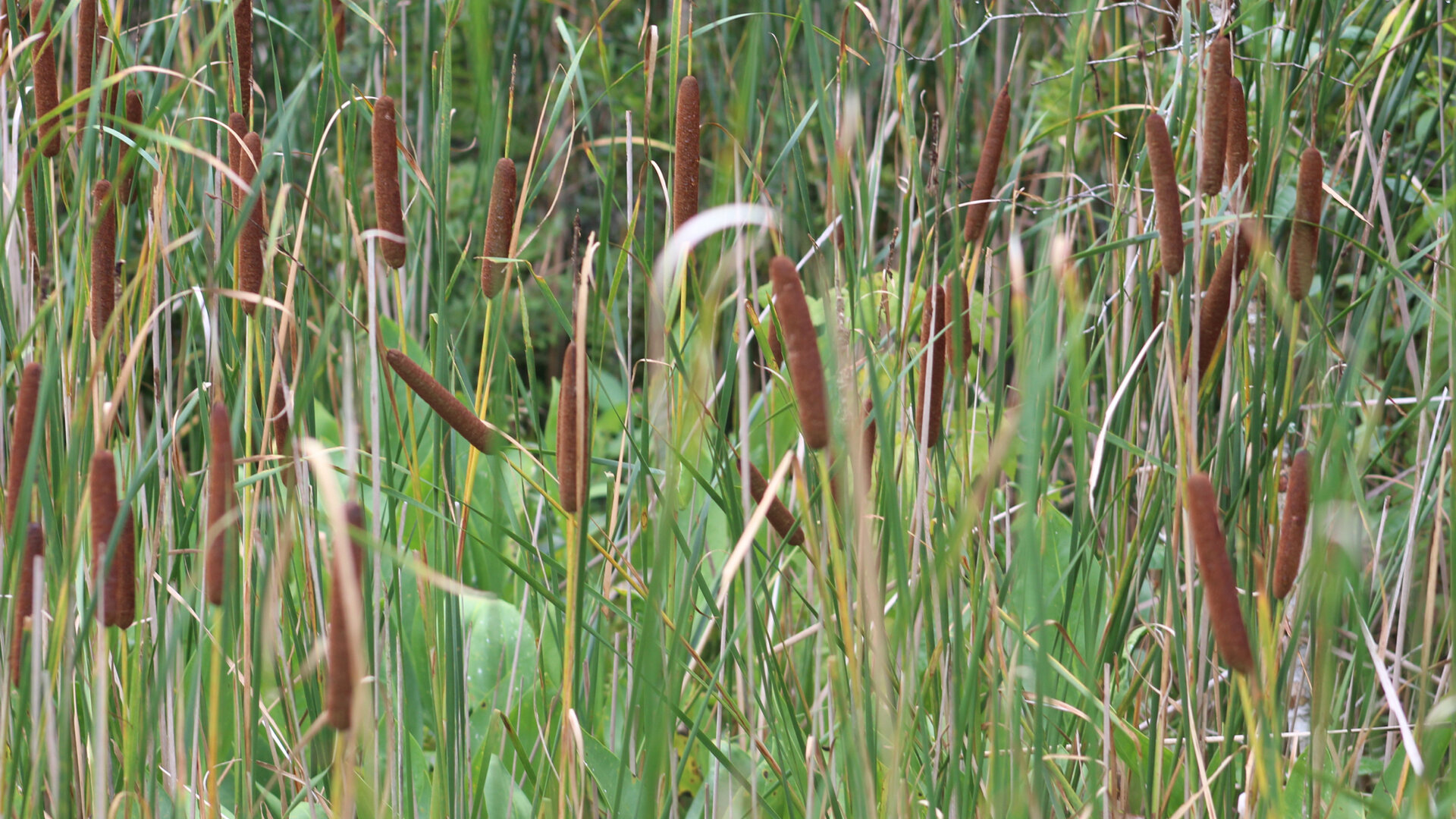 Narrow-leaf Cattail | Nebraska Invasive Species Council | Nebraska