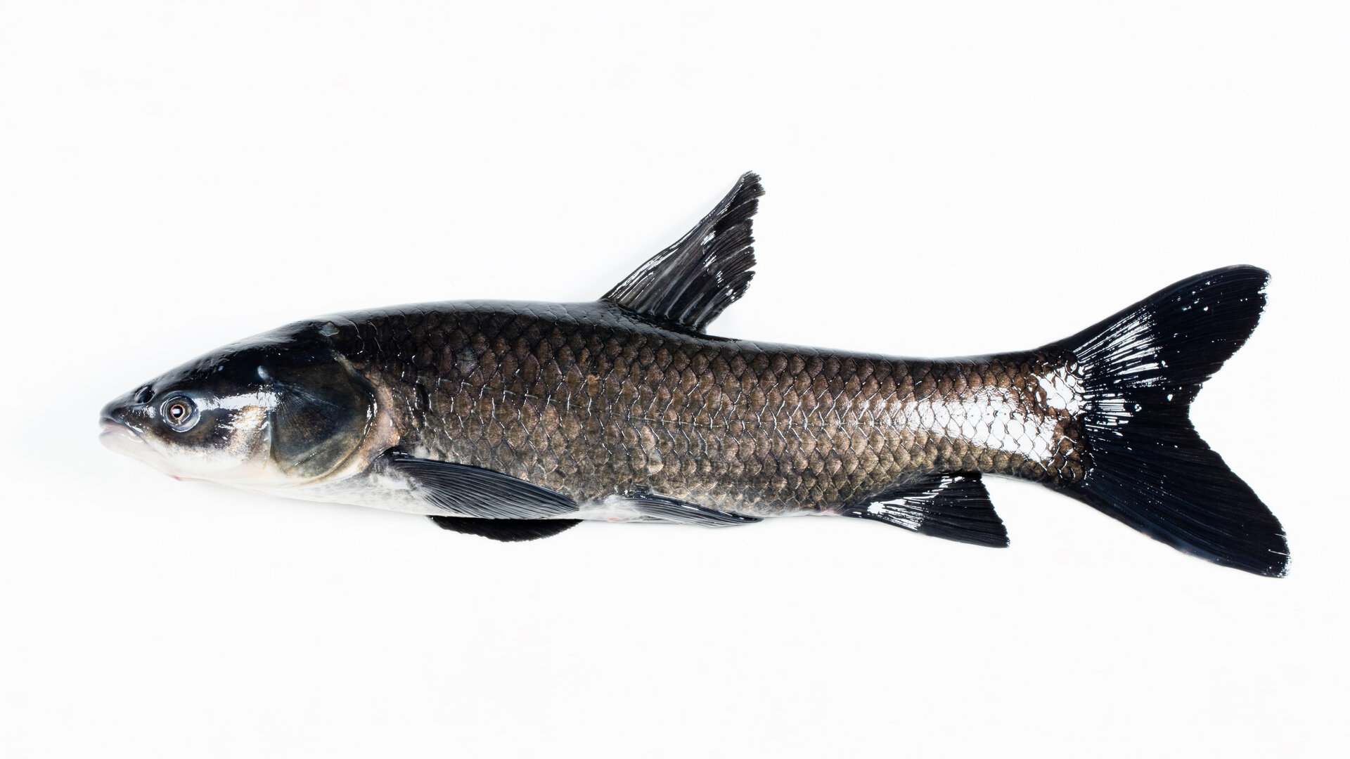 Black Carp | Nebraska Invasive Species Council | Nebraska