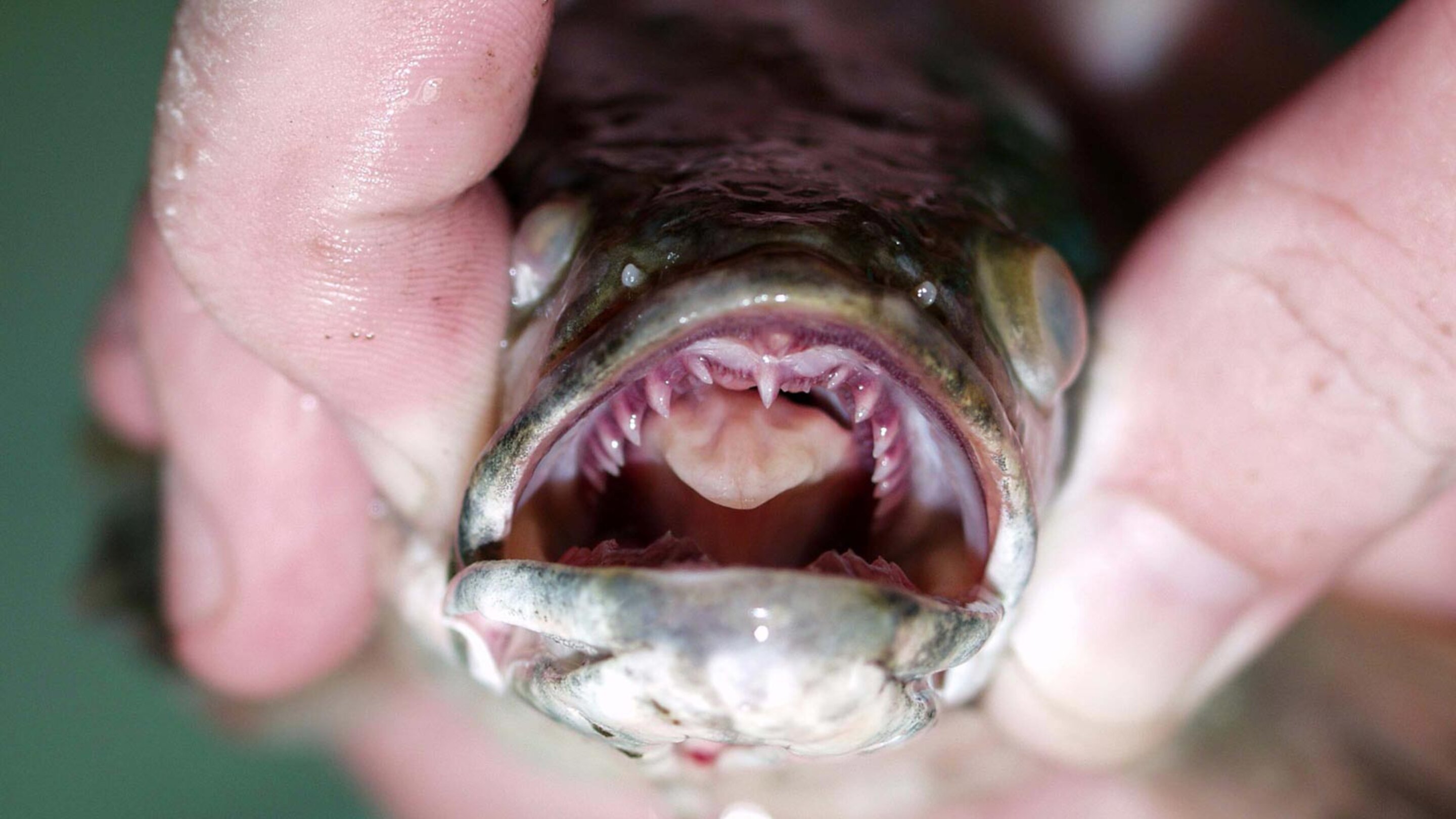 Snakehead | Nebraska Invasive Species Council | Nebraska