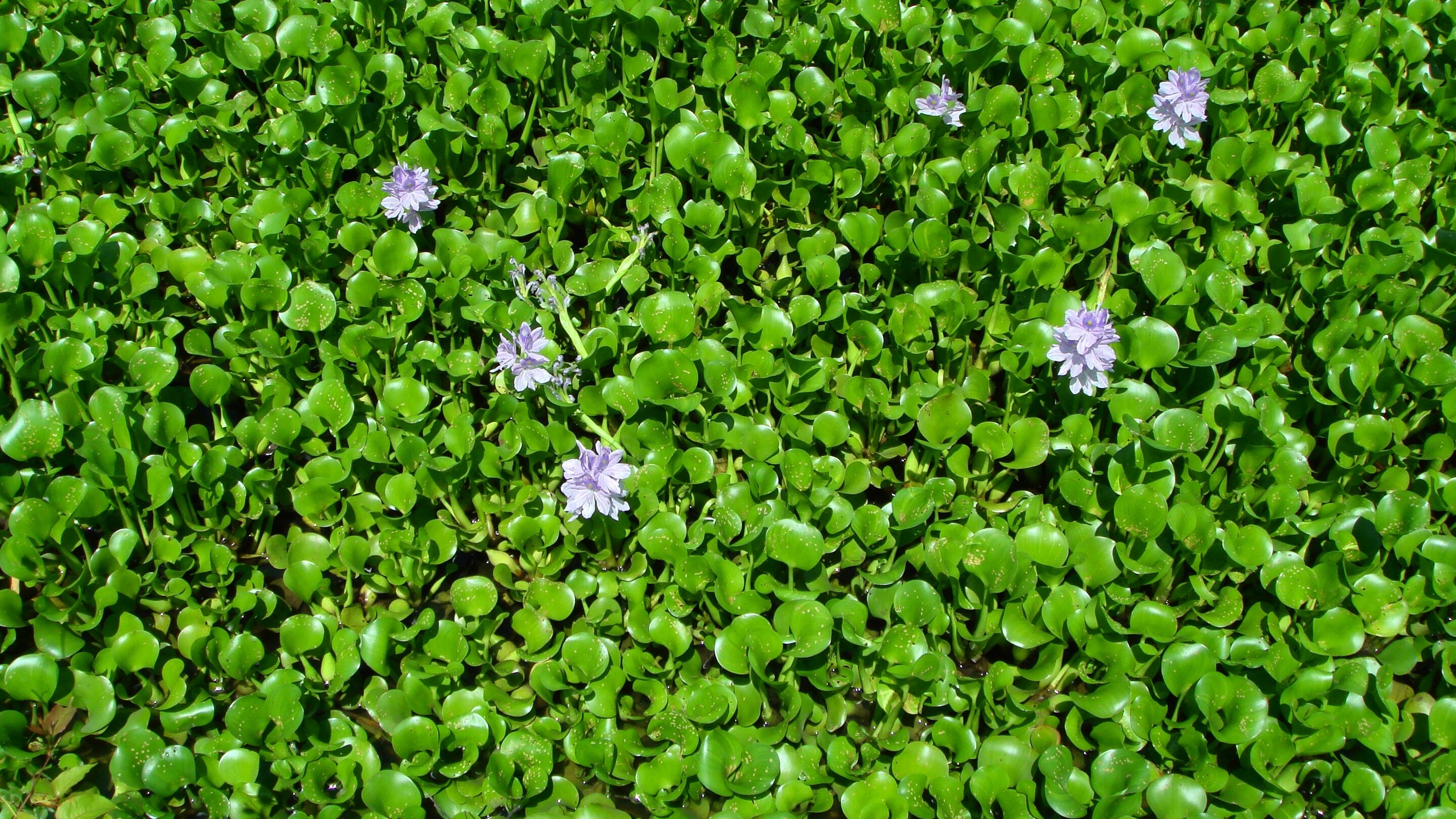 Water Hyacinth | Nebraska Invasive Species Council | Nebraska