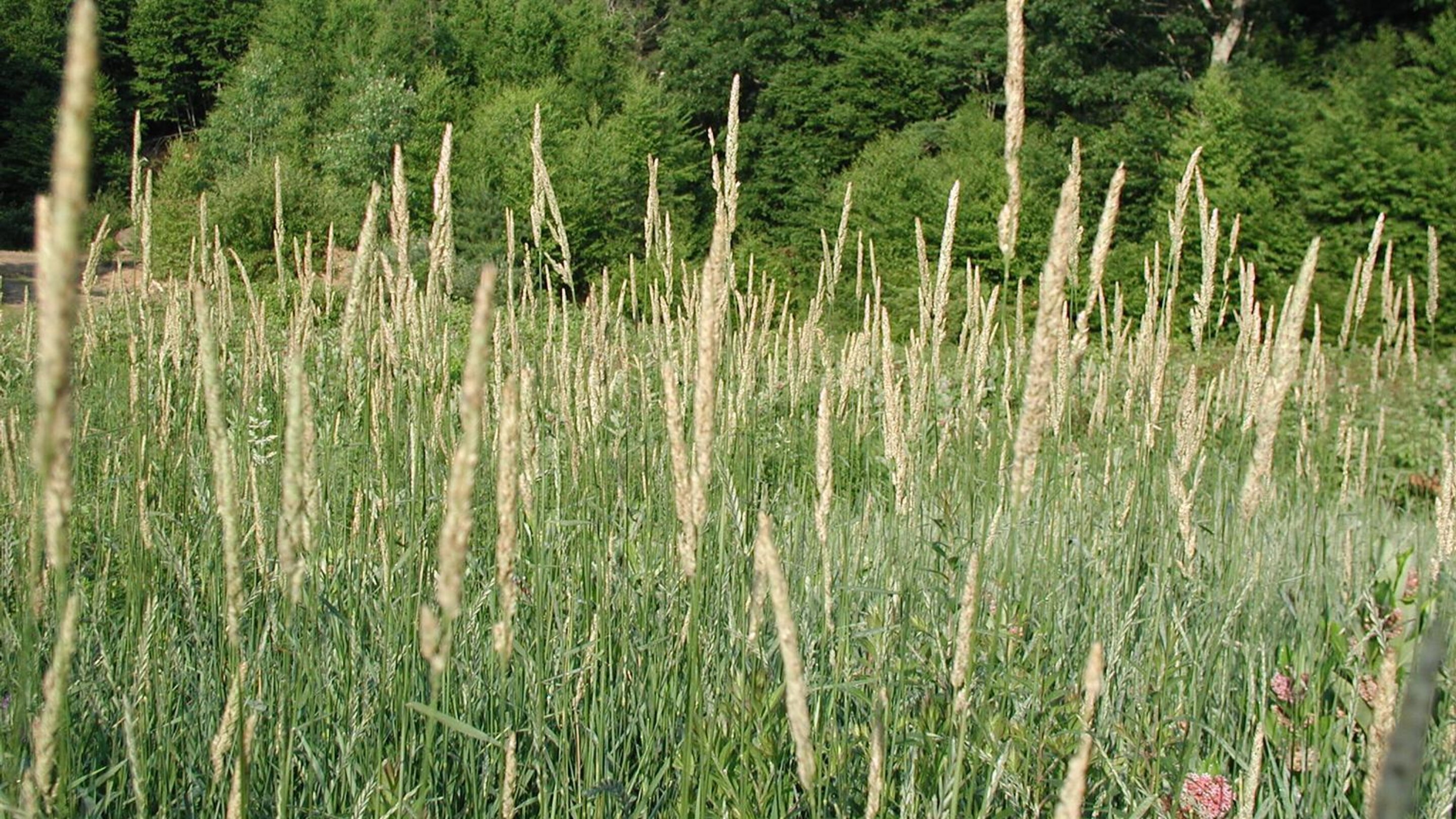 Reed Canary Grass | Nebraska Invasive Species Council | Nebraska