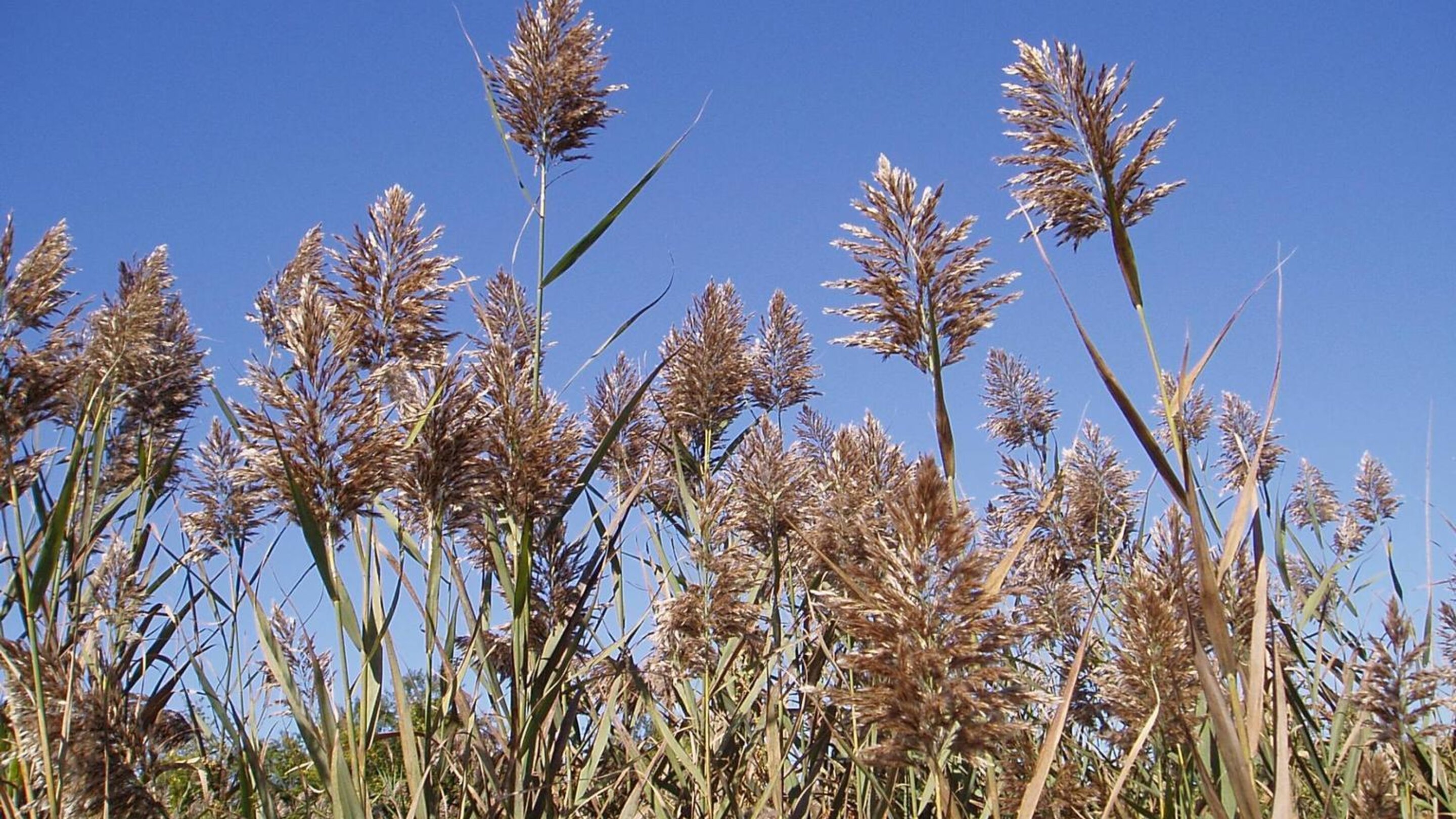Common Reed | Nebraska Invasive Species Council | Nebraska