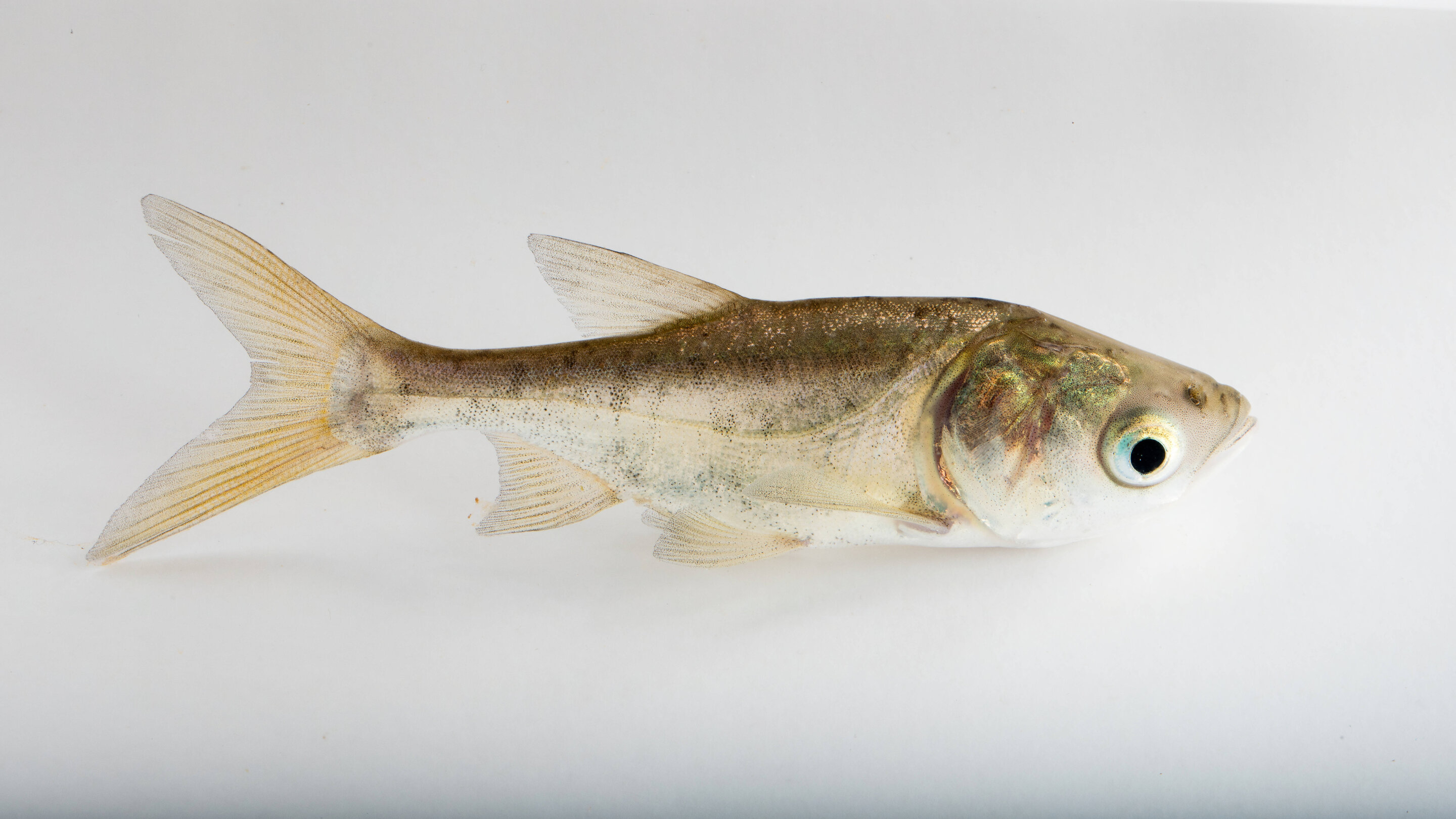Bighead Carp | Nebraska Invasive Species Council | Nebraska