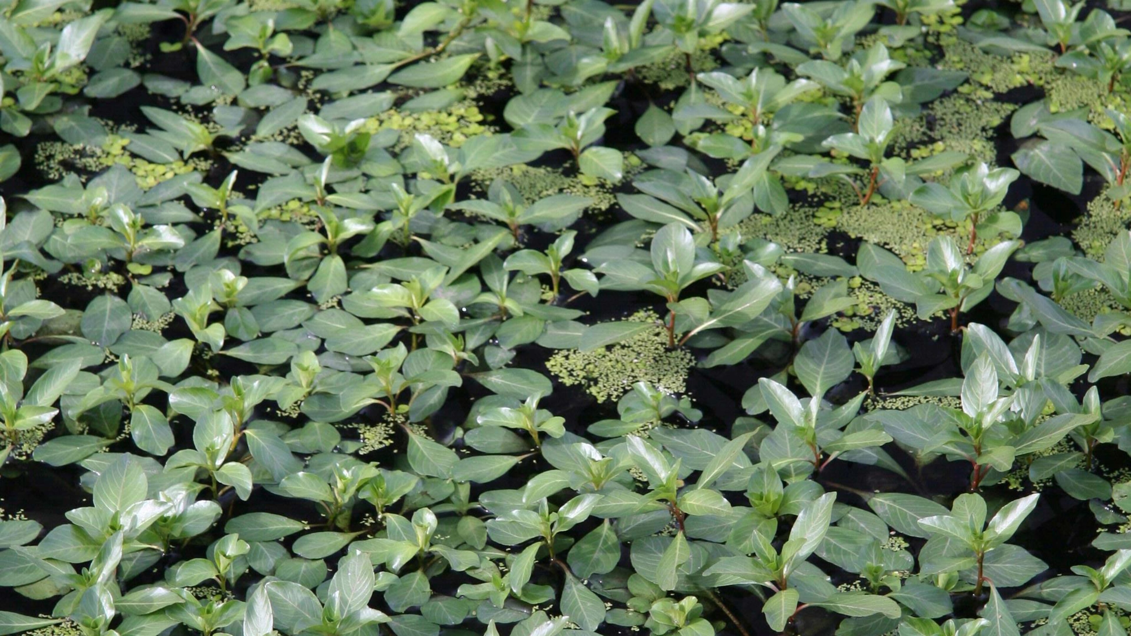 Creeping Water Primrose | Nebraska Invasive Species Council | Nebraska