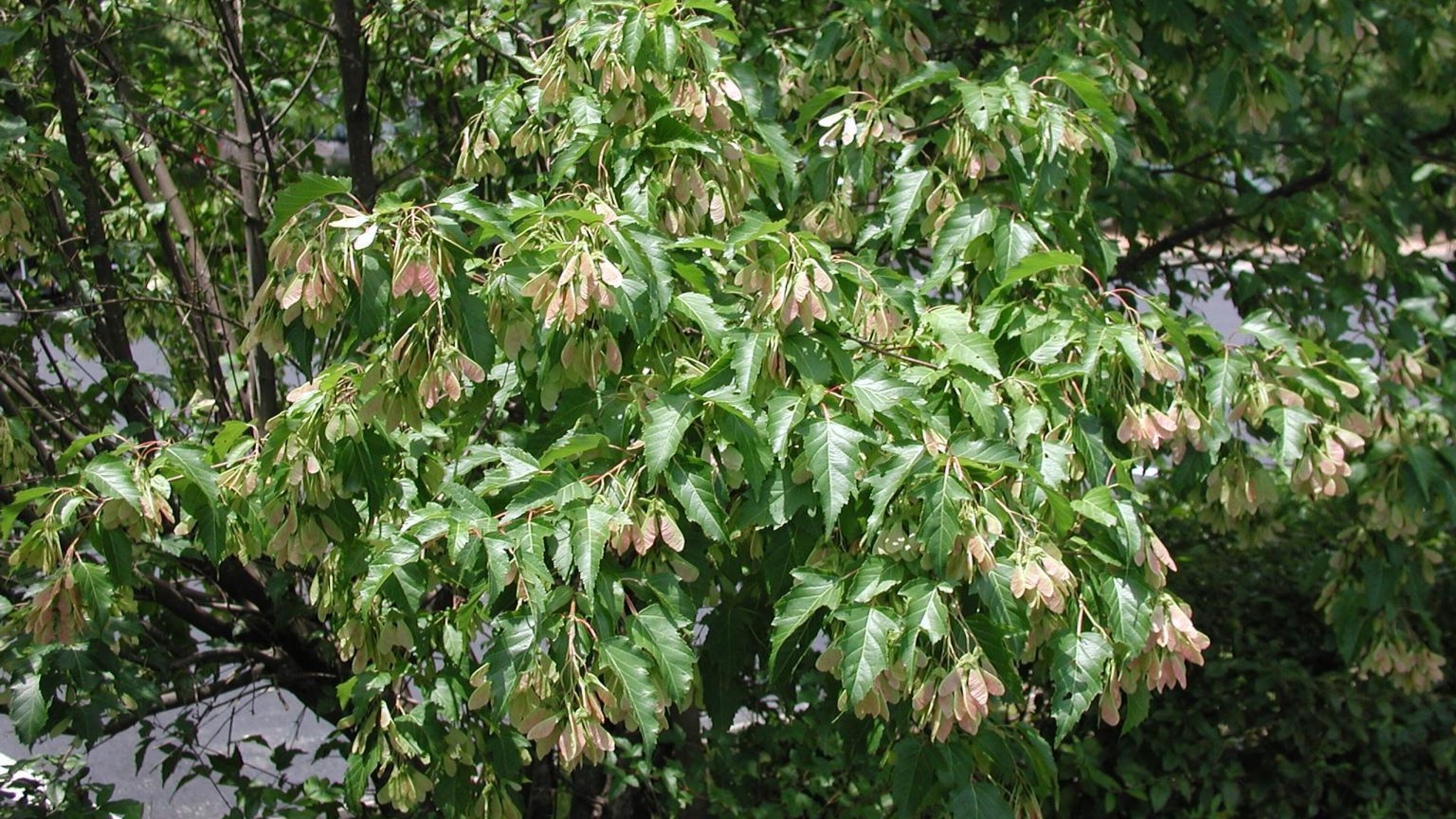 Amur Maple | Nebraska Invasive Species Council | Nebraska