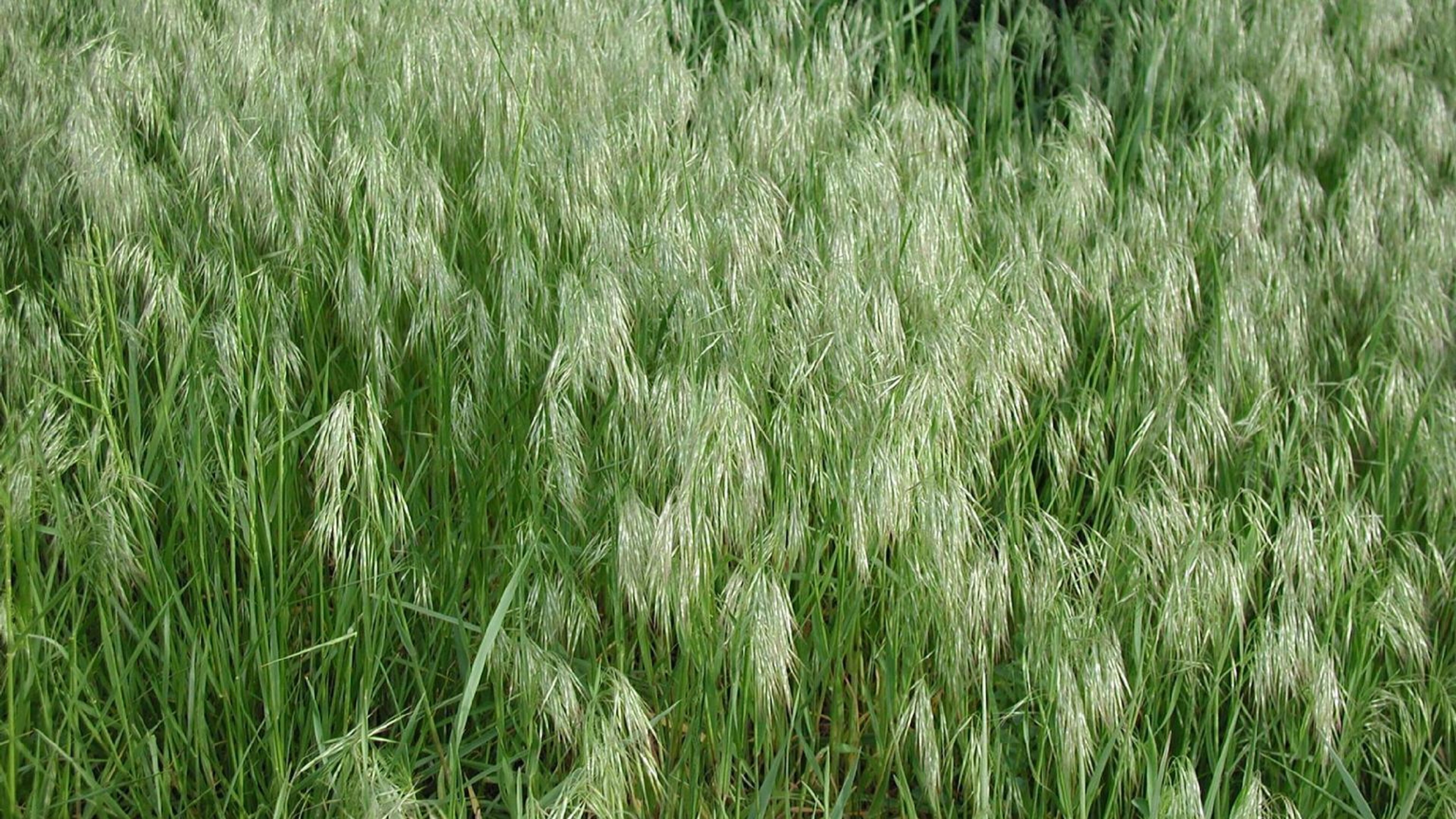 Cheatgrass | Nebraska Invasive Species Council | Nebraska