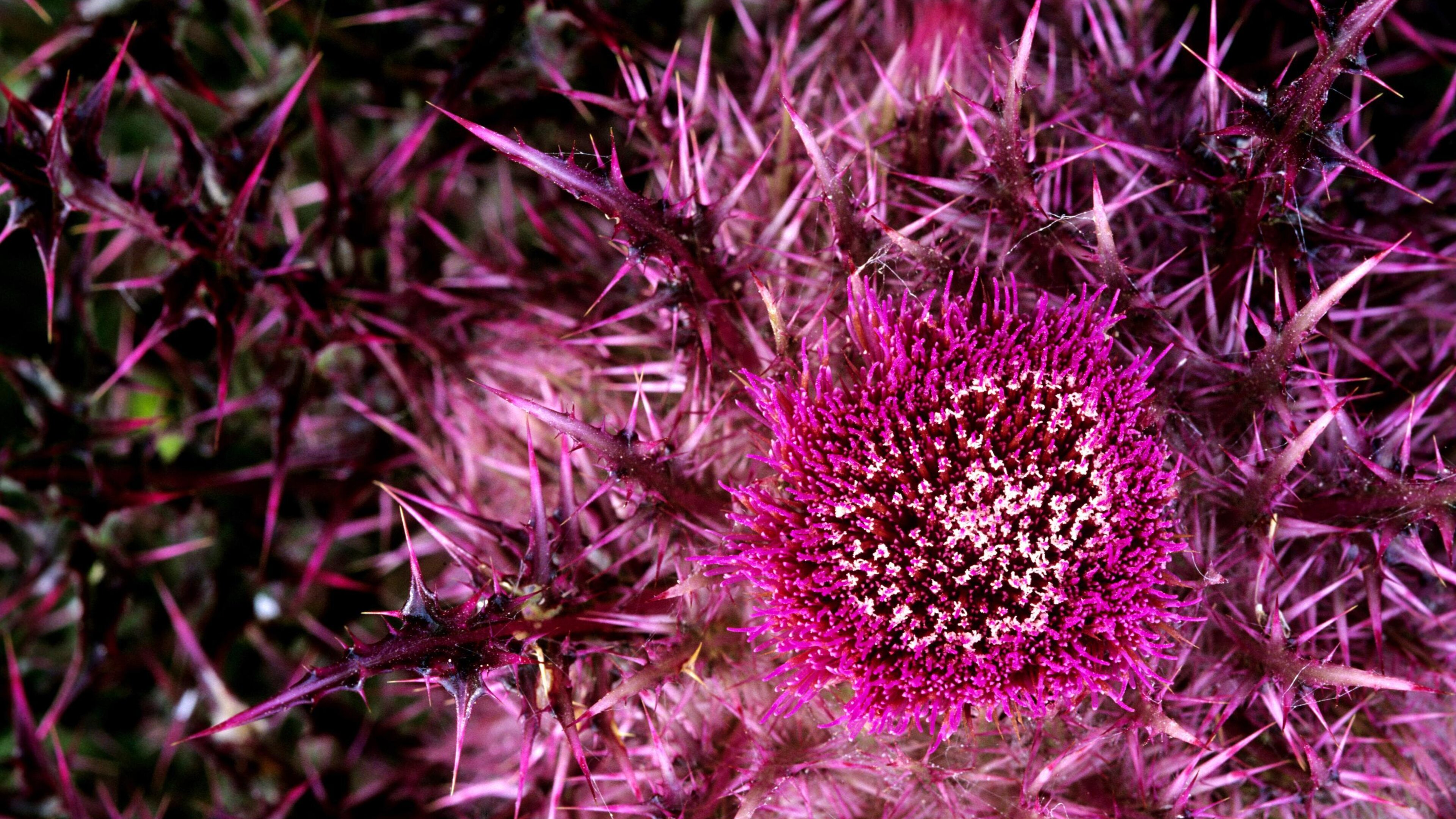 Bull Thistle | Nebraska Invasive Species Council | Nebraska