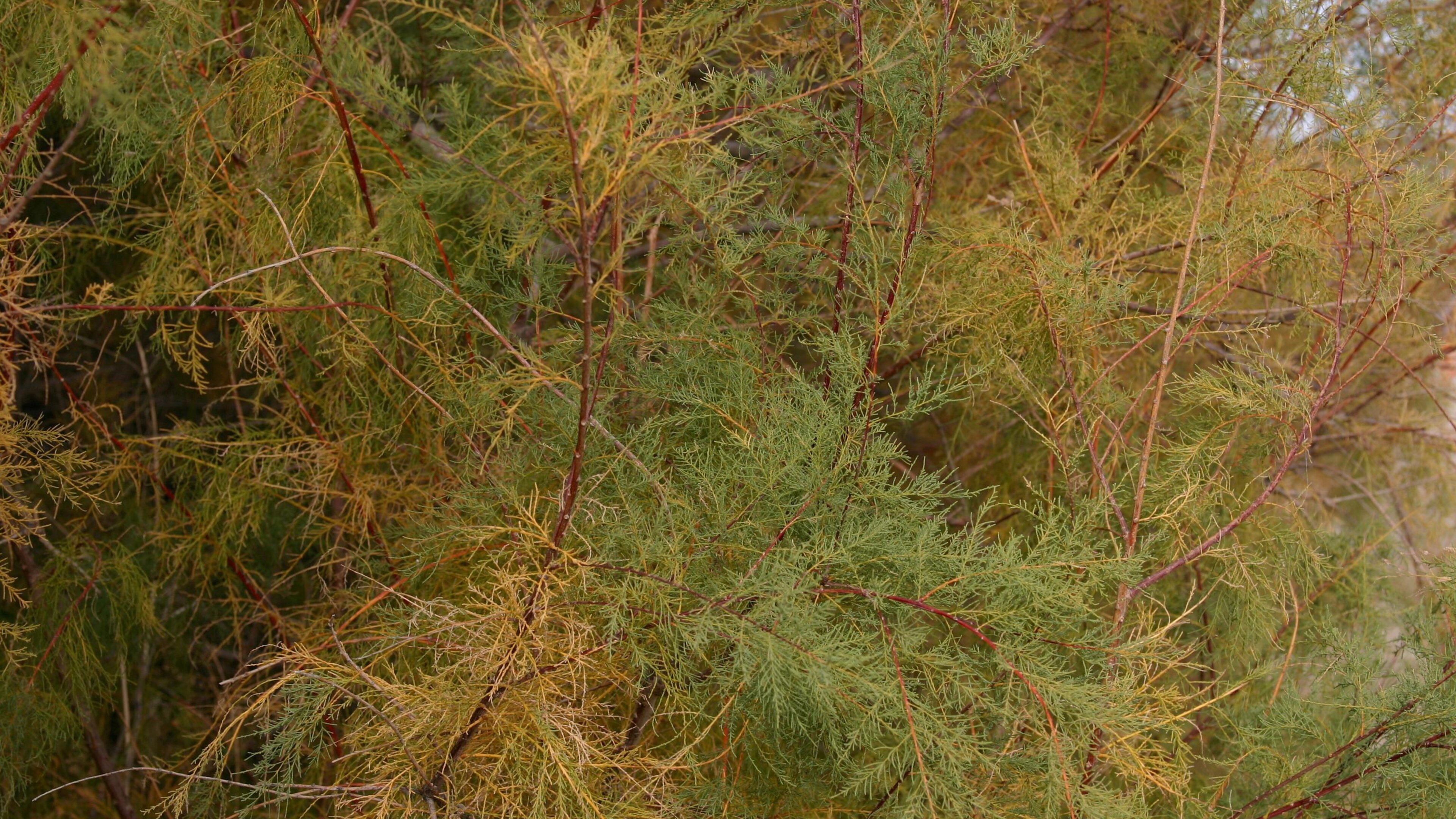 Saltcedar | Nebraska Invasive Species Council | Nebraska