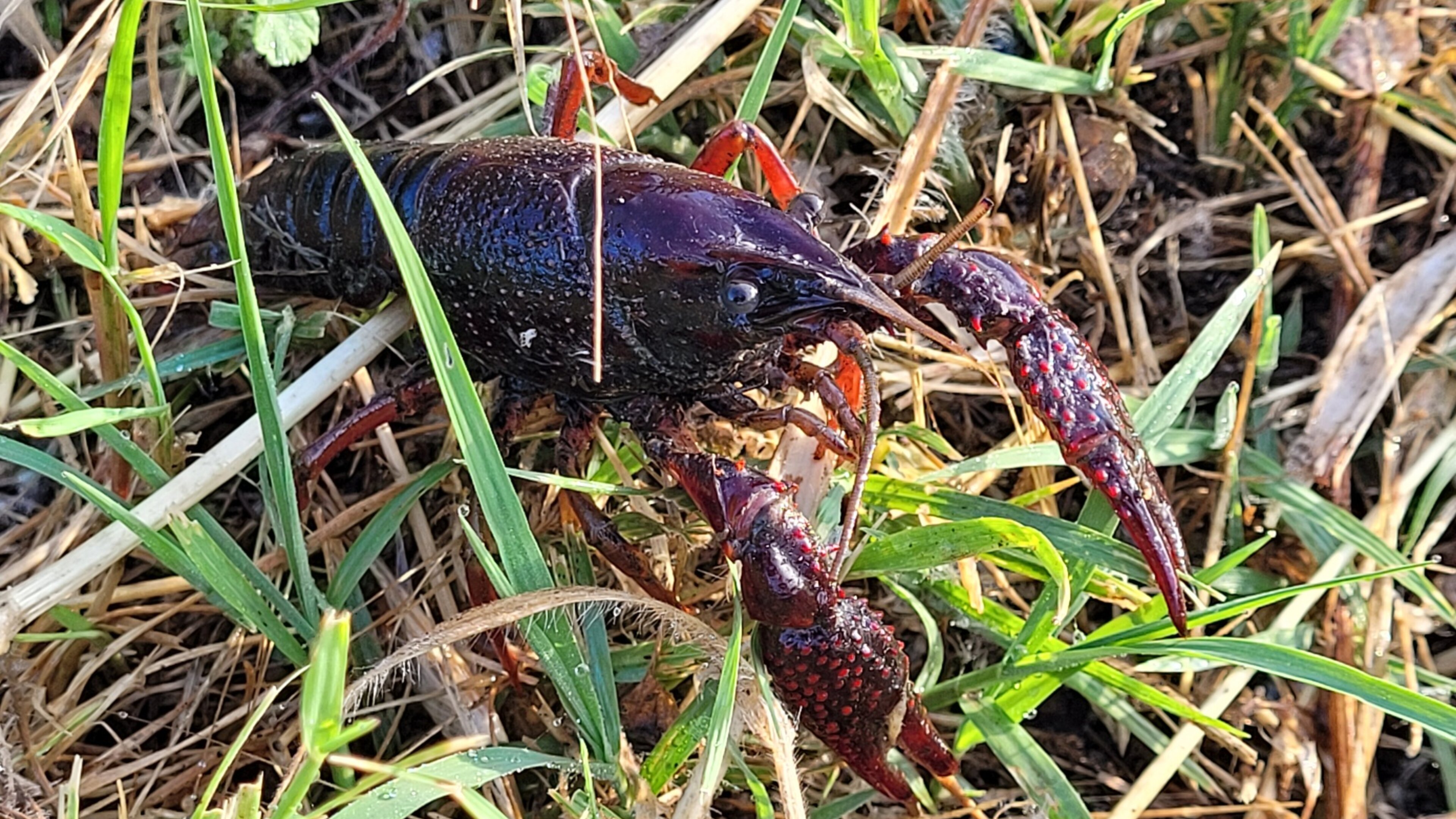 Red Swamp Crayfish | Nebraska Invasive Species Council | Nebraska