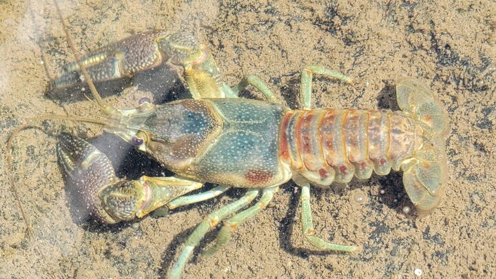 Rusty Crayfish | Nebraska Invasive Species Council | Nebraska