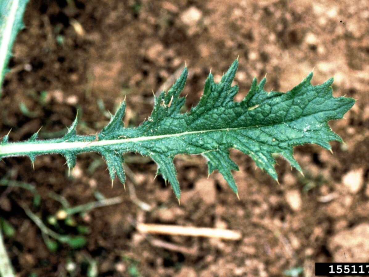 Bull Thistle | Nebraska Invasive Species Council | Nebraska