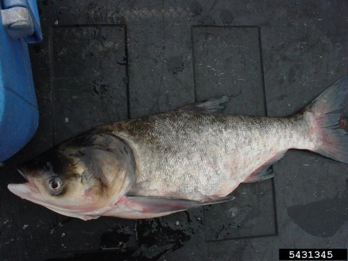 Bighead Carp | Nebraska Invasive Species Council | Nebraska