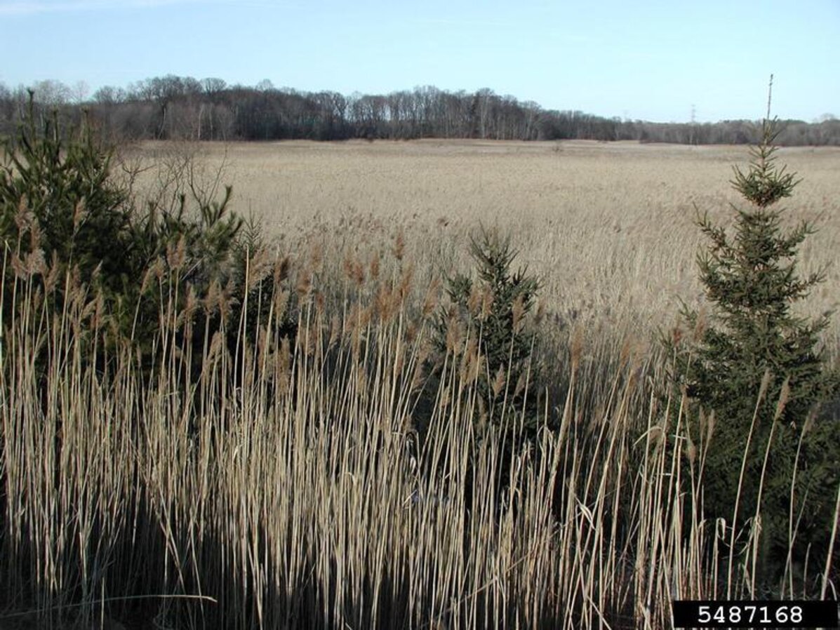 Common Reed | Nebraska Invasive Species Council | Nebraska