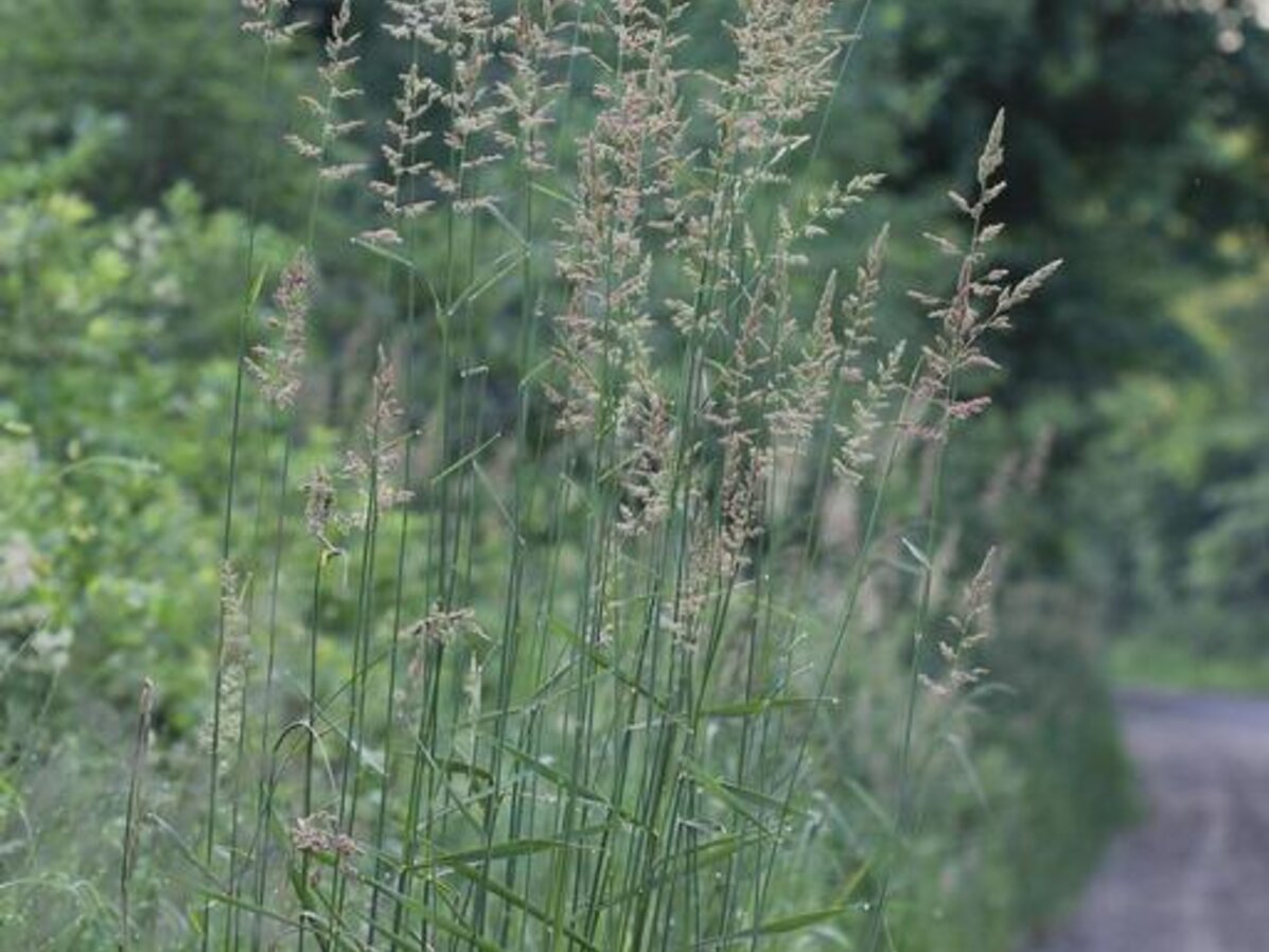 Reed Canary Grass | Nebraska Invasive Species Council | Nebraska