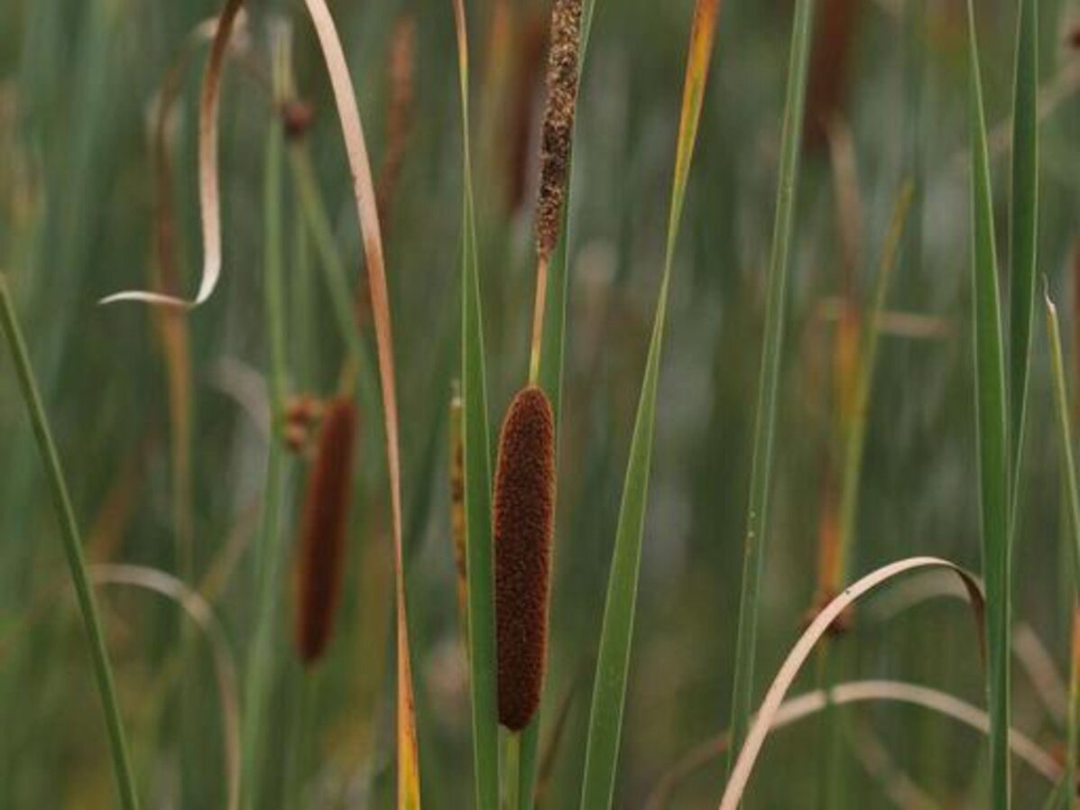 Narrow-leaf Cattail | Nebraska Invasive Species Council | Nebraska