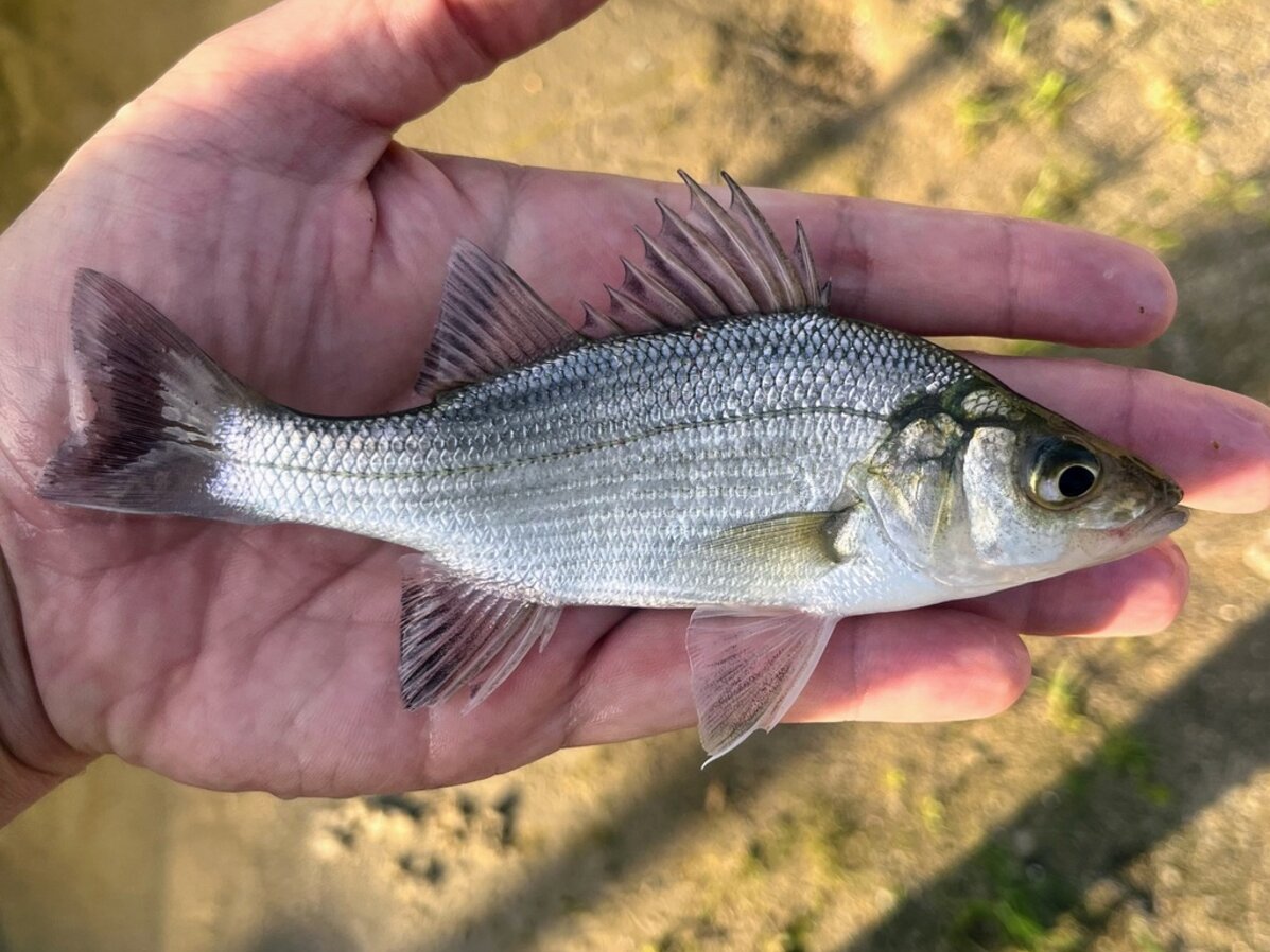 White Perch | Nebraska Invasive Species Council | Nebraska