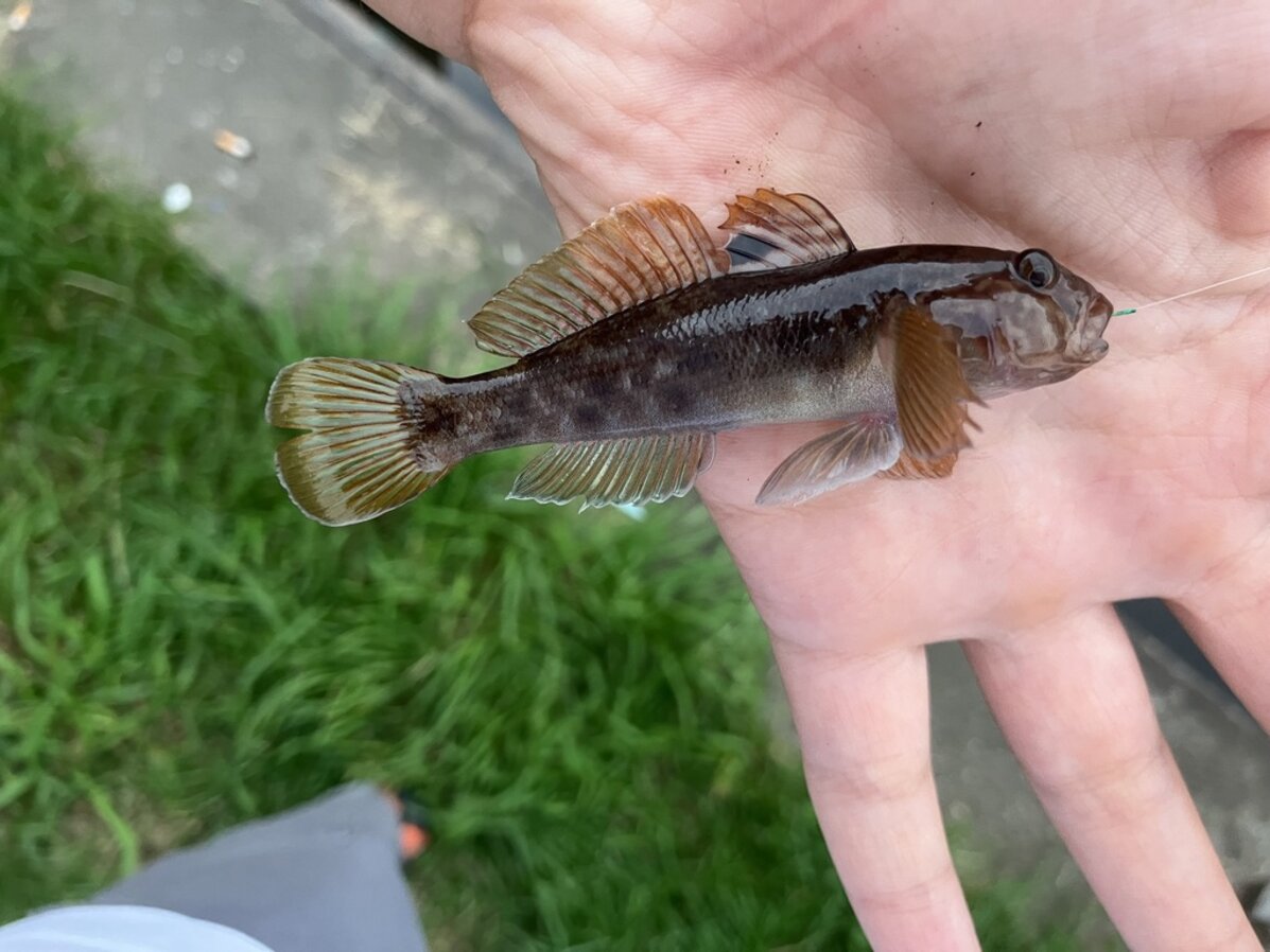 Round Goby | Nebraska Invasive Species Council | Nebraska