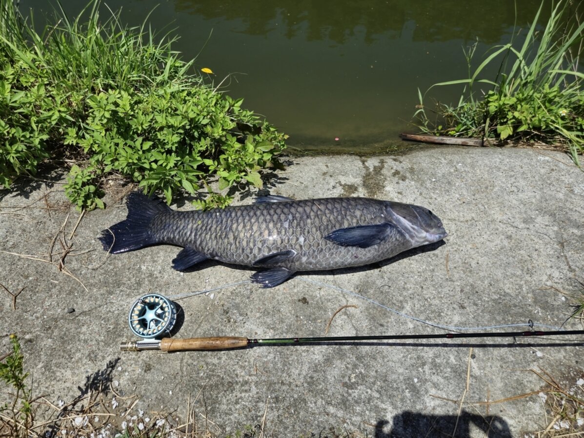 Black Carp | Nebraska Invasive Species Council | Nebraska