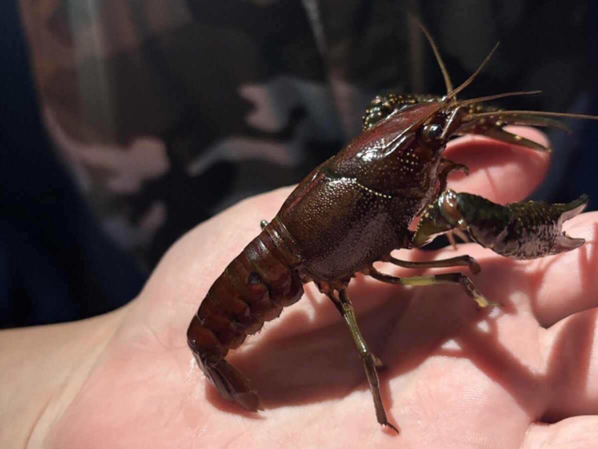 Red Swamp Crayfish | Nebraska Invasive Species Council | Nebraska