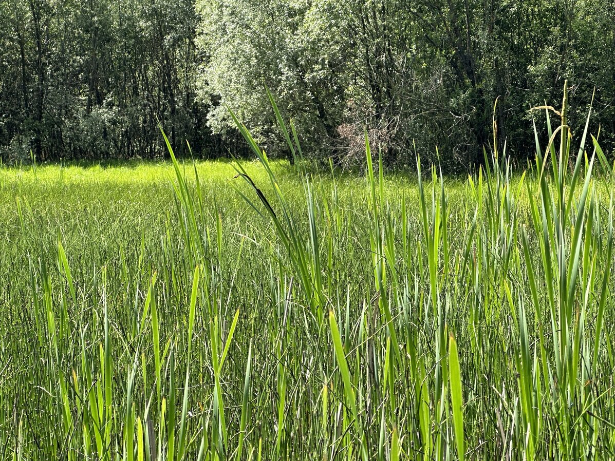 Narrow-leaf Cattail | Nebraska Invasive Species Council | Nebraska