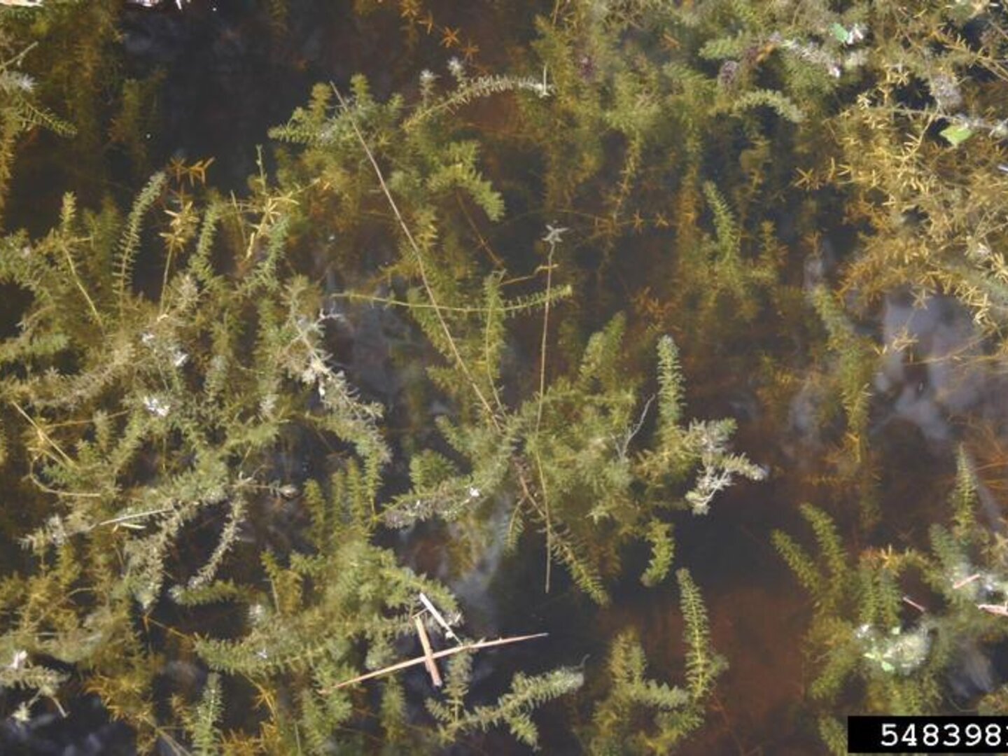 Aquatic Invasive Plants | Nebraska Invasive Species Council | Nebraska