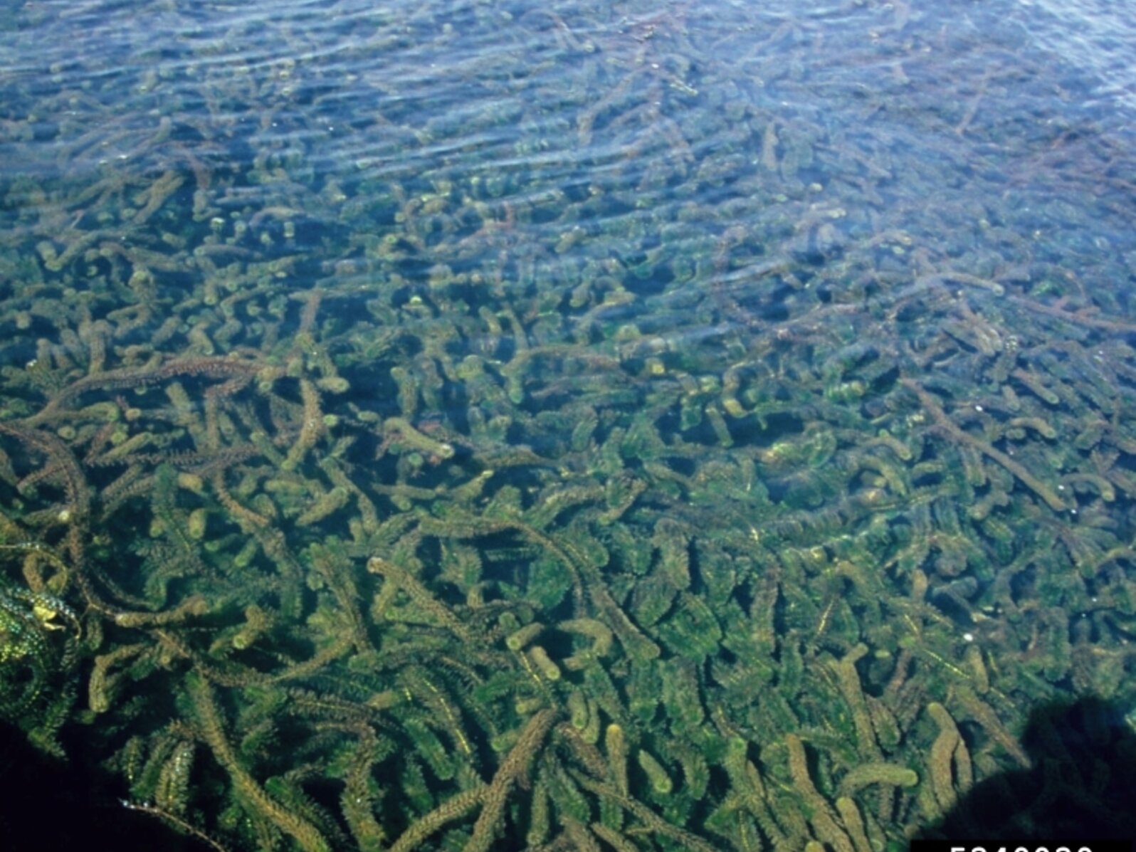 Elodea | Nebraska Invasive Species Council | Nebraska
