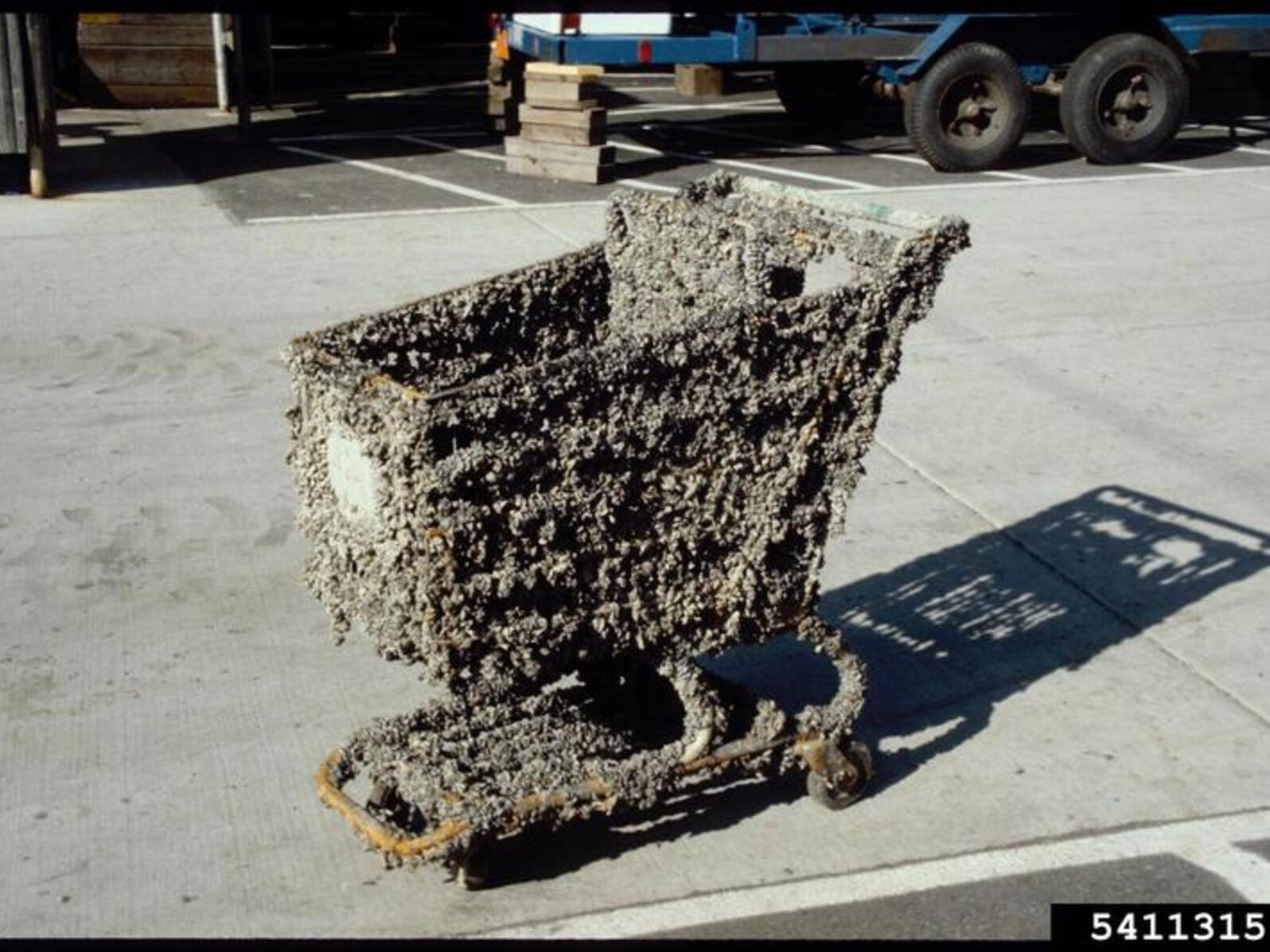 Zebra Mussel | Nebraska Invasive Species Council | Nebraska