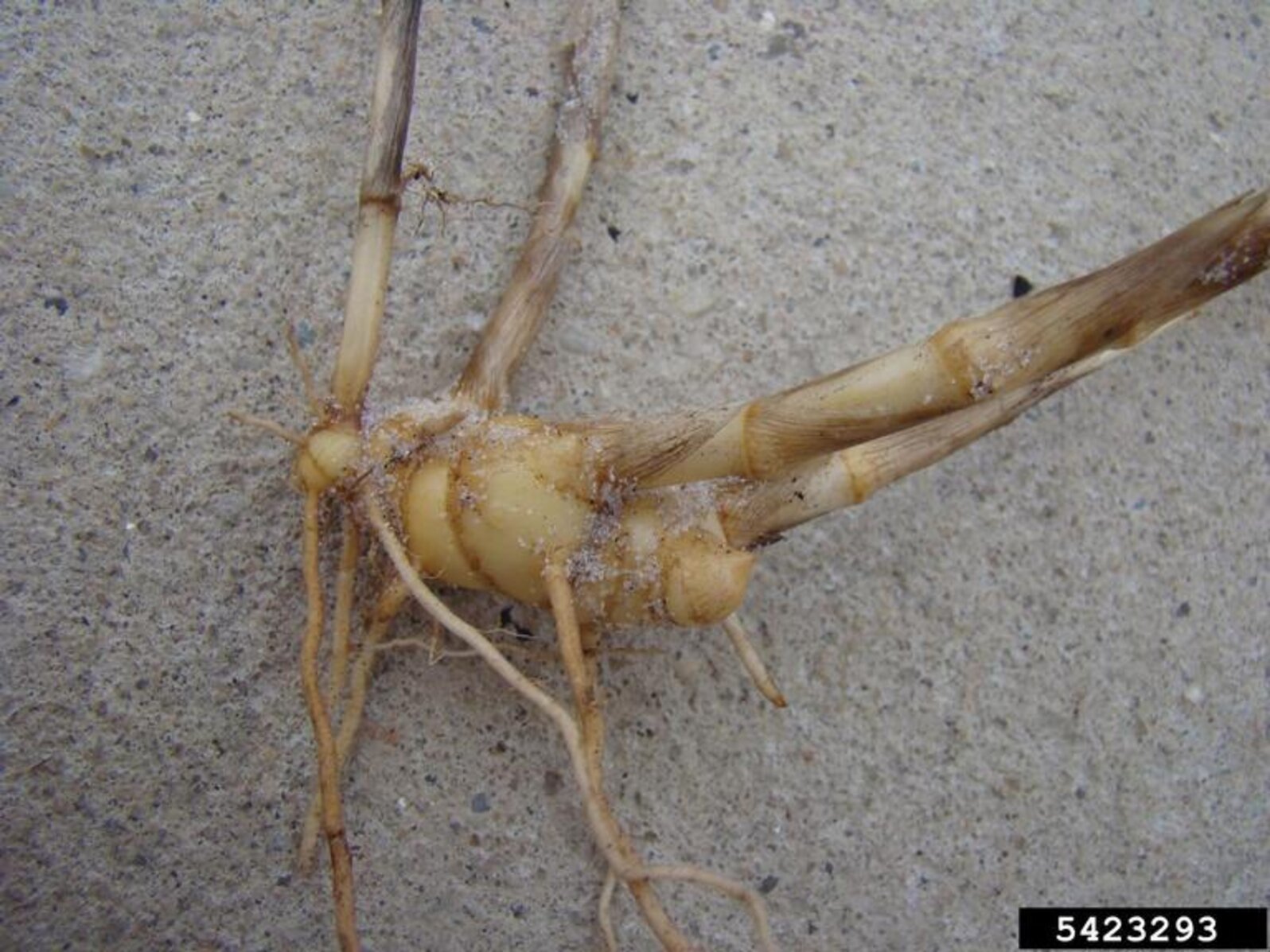 Cogongrass | Nebraska Invasive Species Council | Nebraska