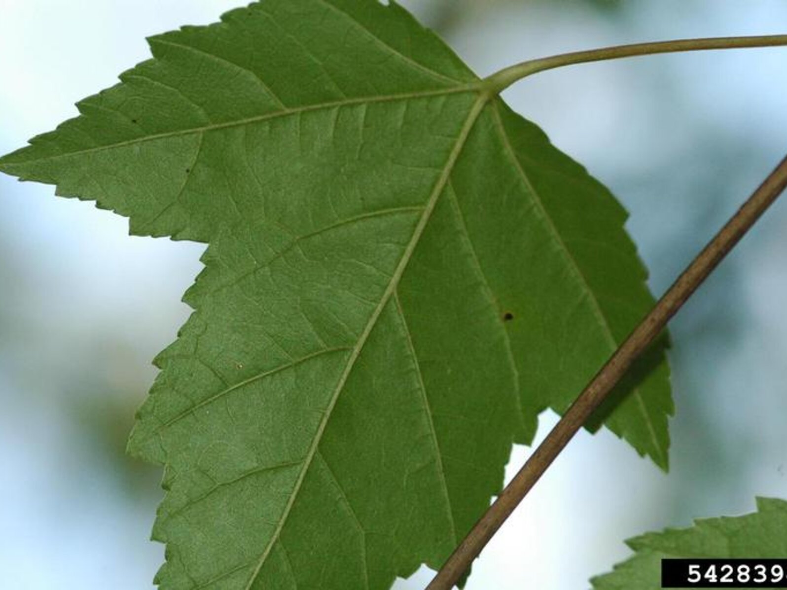 Amur Maple | Nebraska Invasive Species Council | Nebraska
