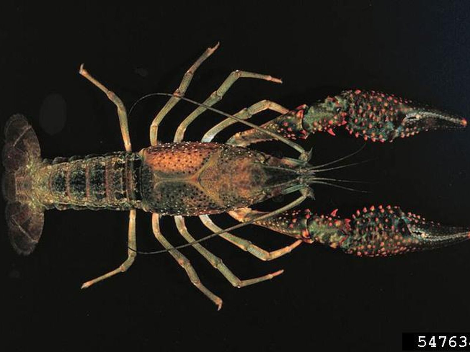 Red Swamp Crayfish | Nebraska Invasive Species Council | Nebraska
