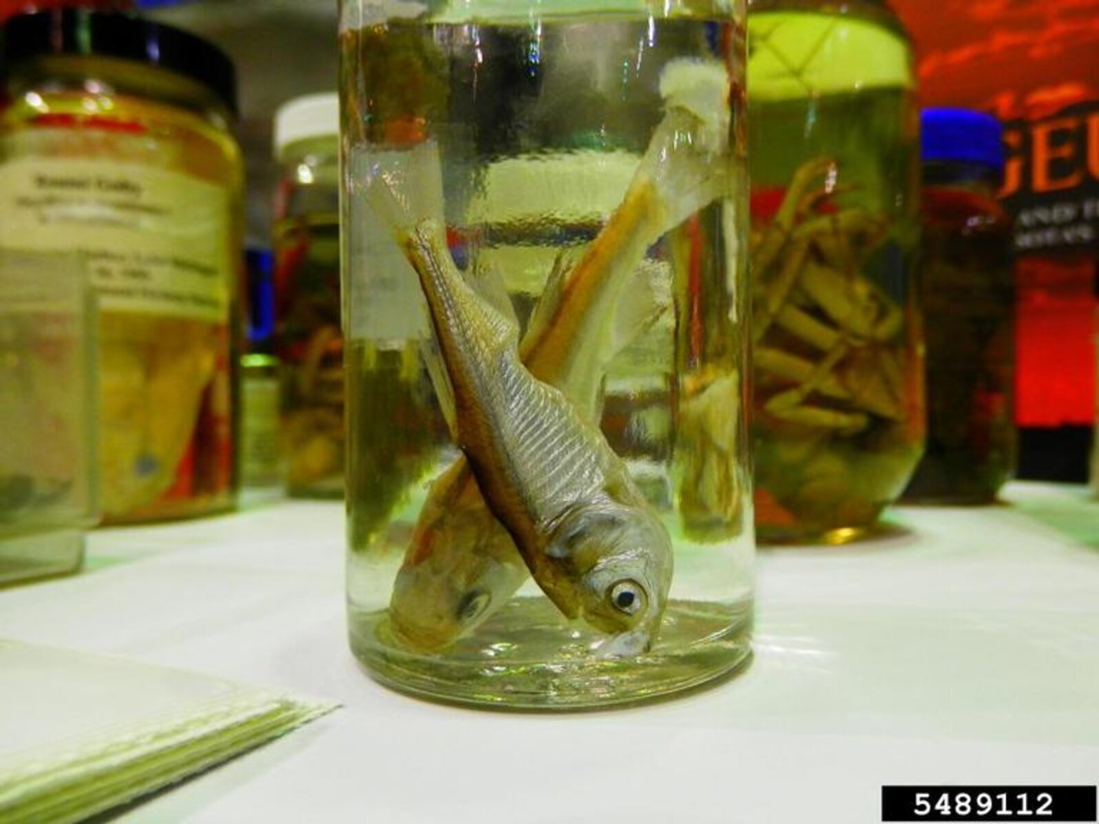 Bighead Carp | Nebraska Invasive Species Council | Nebraska
