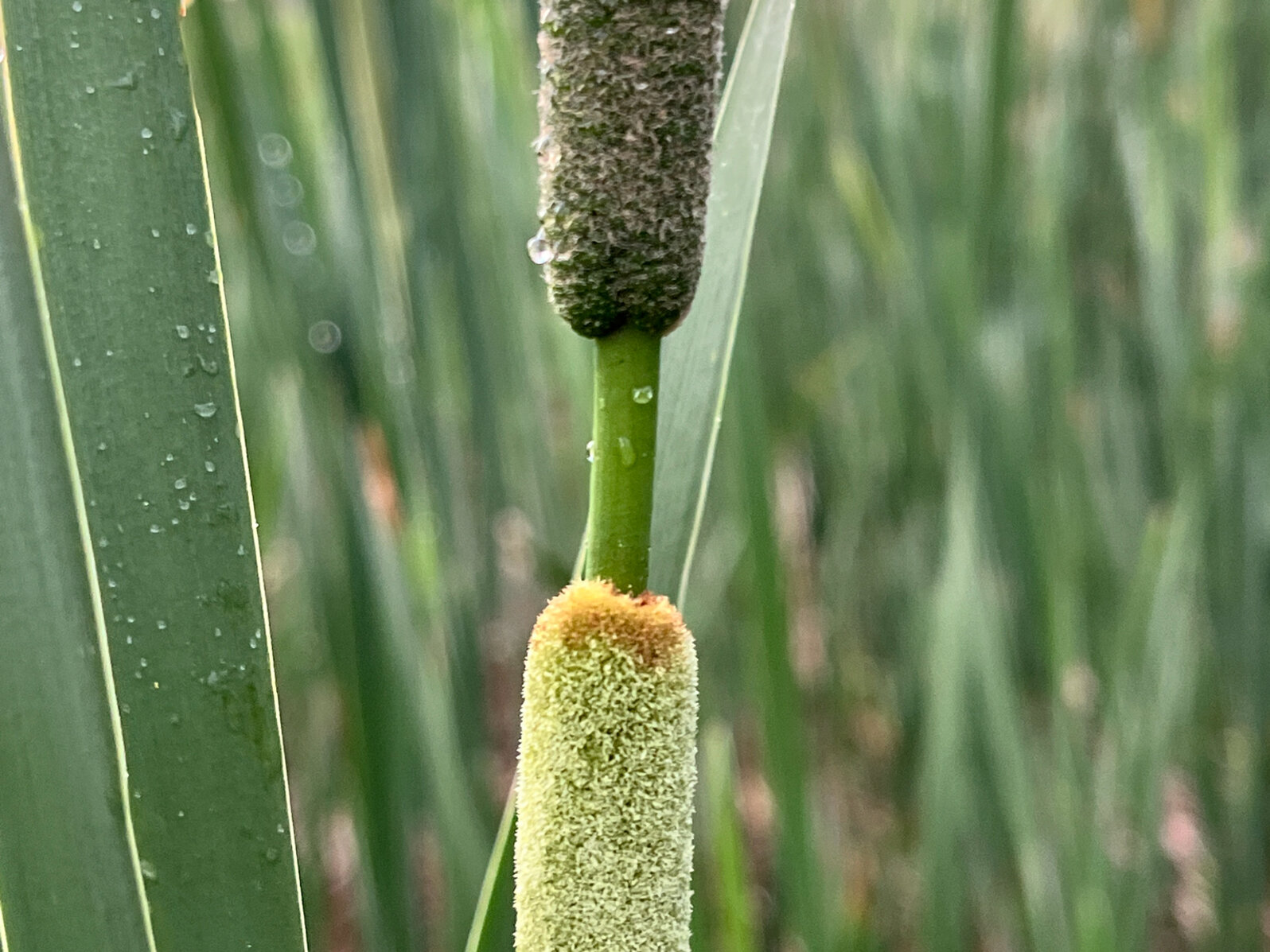 Narrow-leaf Cattail | Nebraska Invasive Species Council | Nebraska