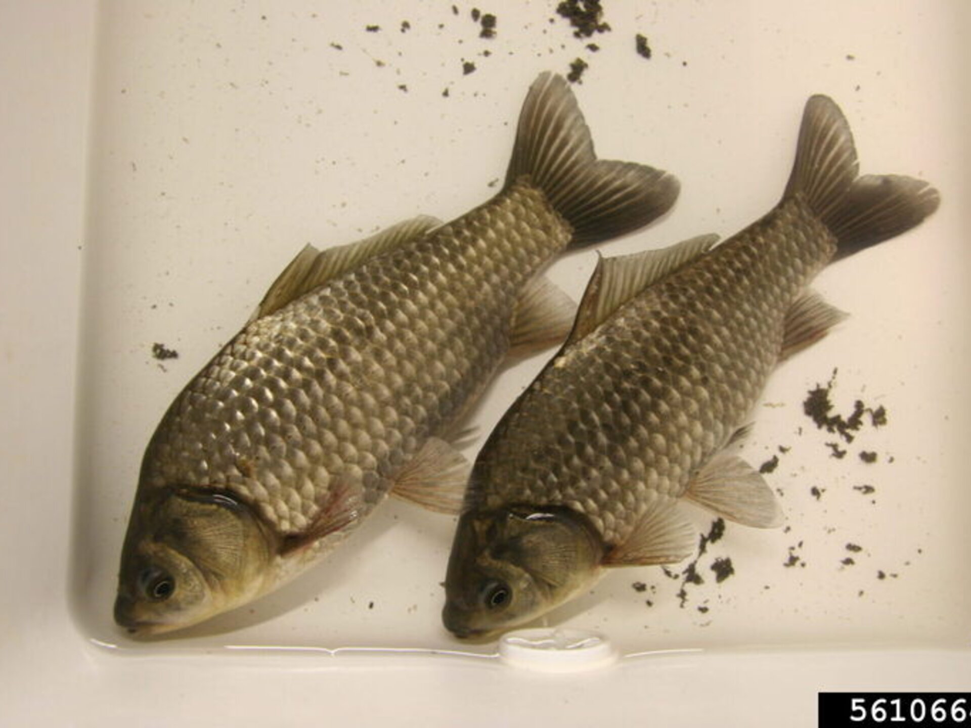 Aquatic Invasive Fish | Nebraska Invasive Species Council | Nebraska