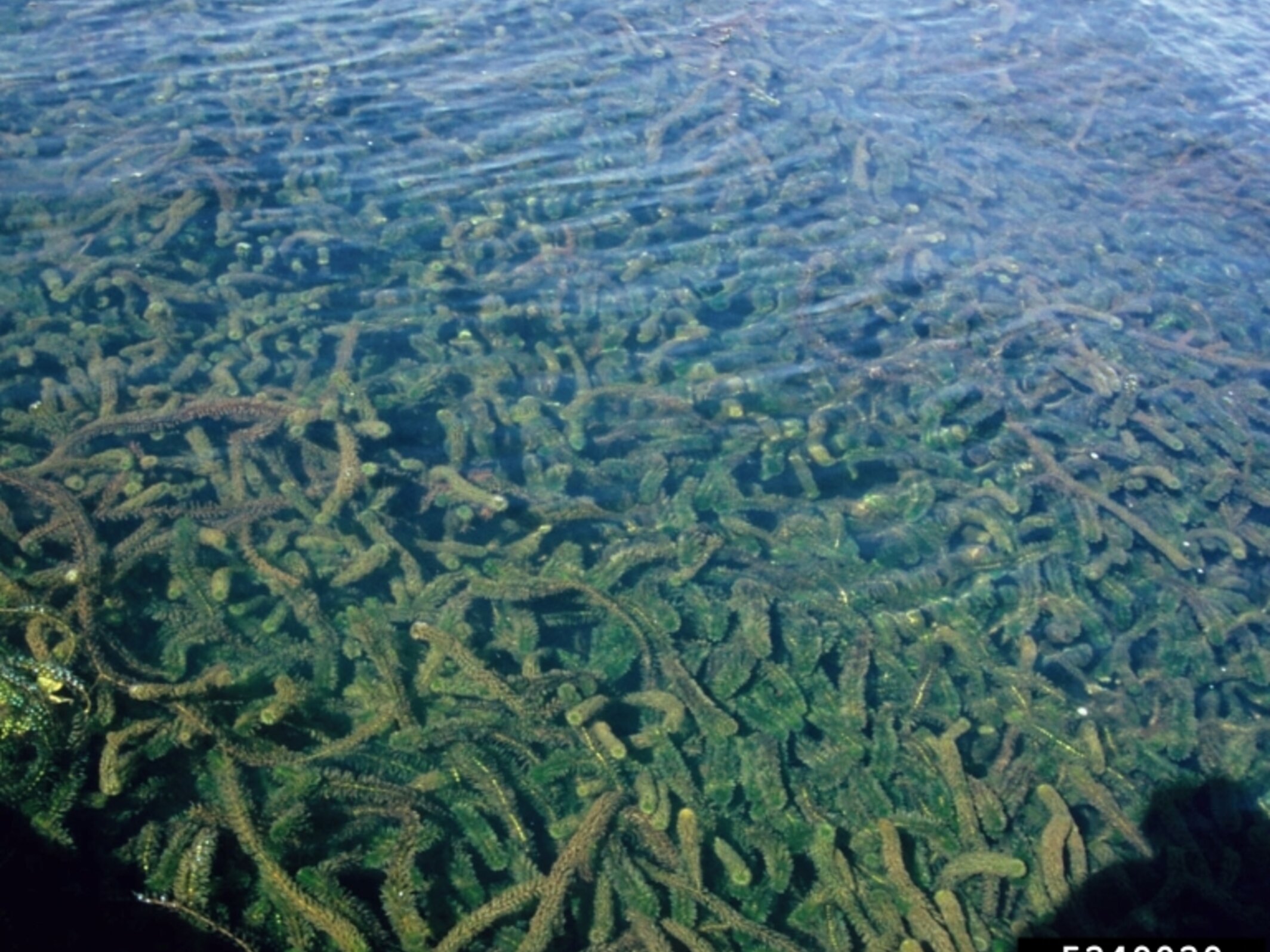 Elodea | Nebraska Invasive Species Council | Nebraska