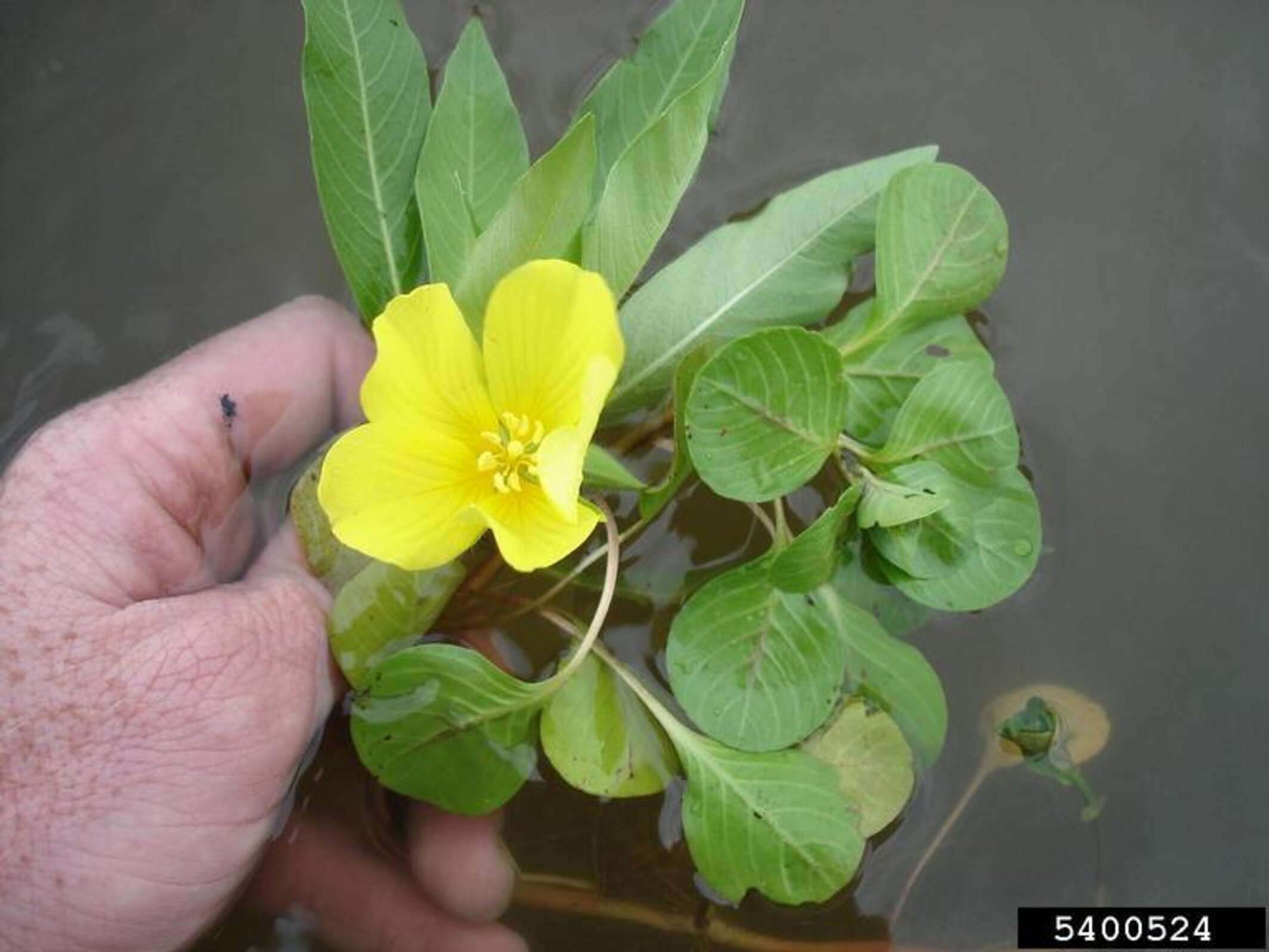 Creeping Water Primrose | Nebraska Invasive Species Council | Nebraska