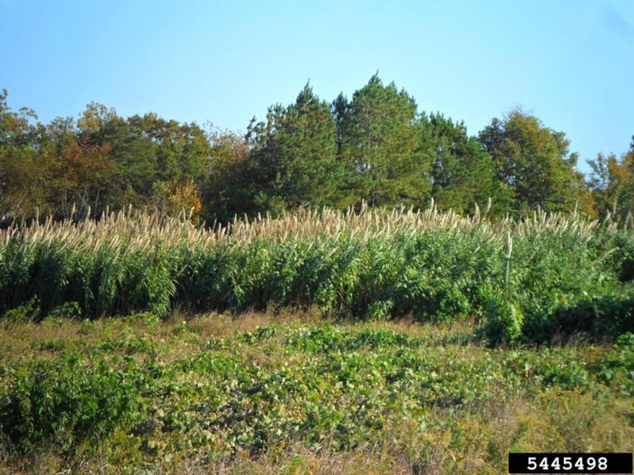 Giant Reed | Nebraska Invasive Species Council | Nebraska
