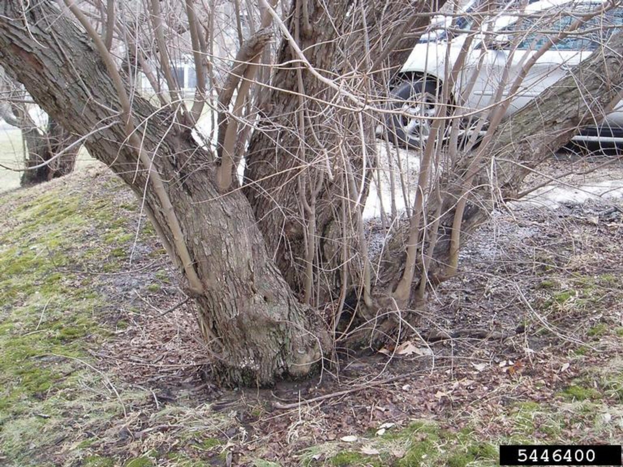 Amur Maple | Nebraska Invasive Species Council | Nebraska