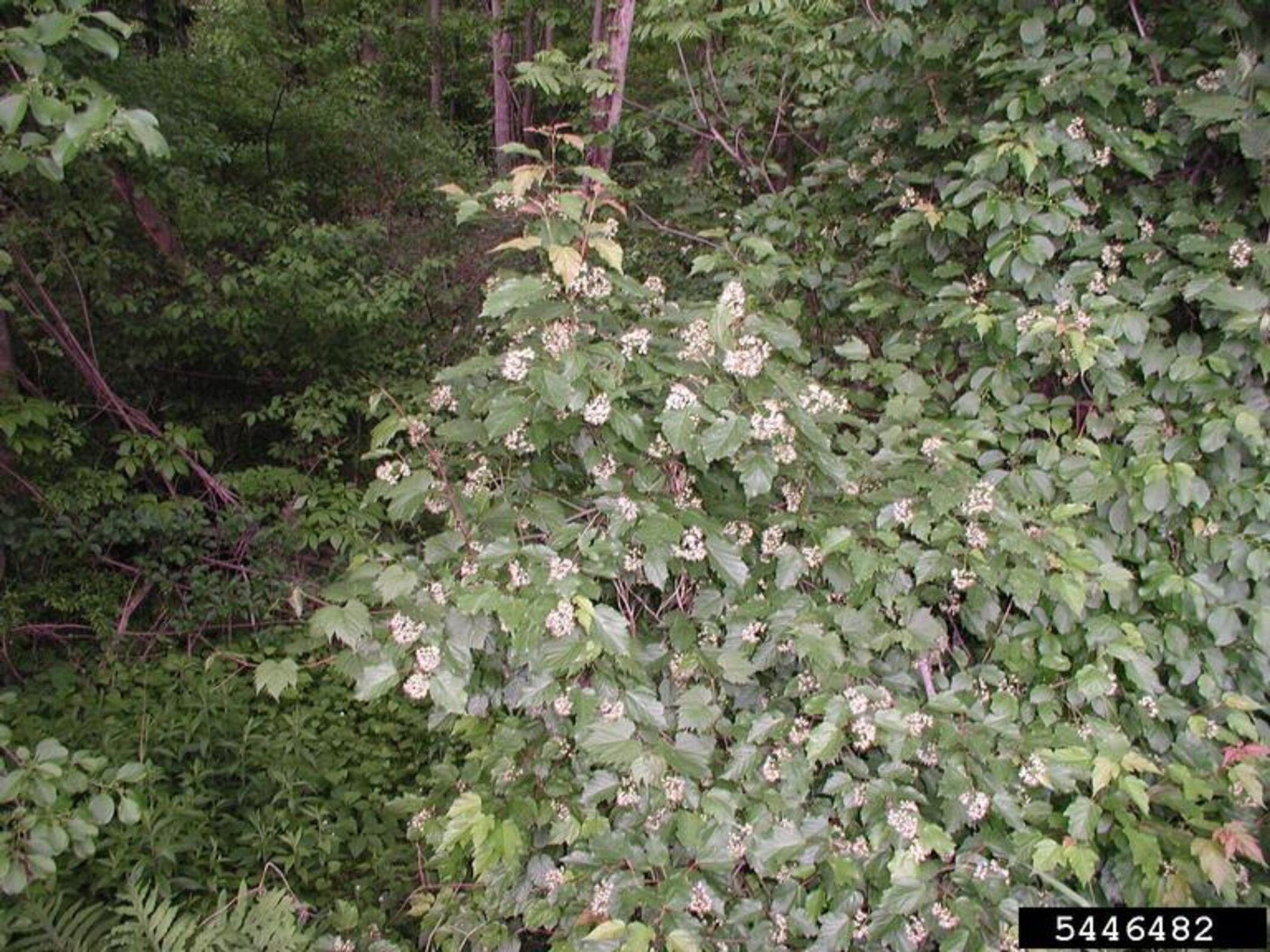 Amur Maple | Nebraska Invasive Species Council | Nebraska