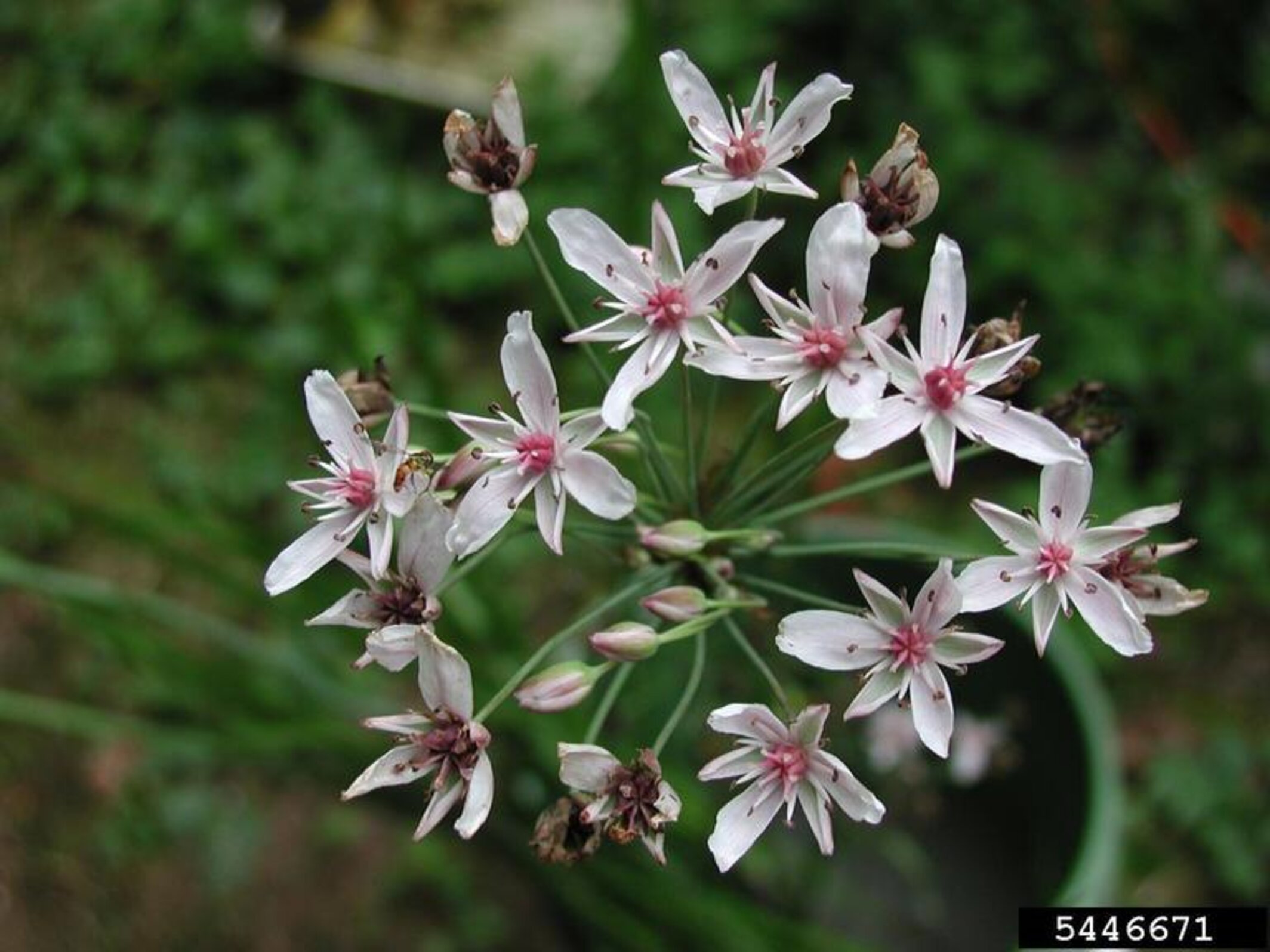 Flowering Rush | Nebraska Invasive Species Council | Nebraska