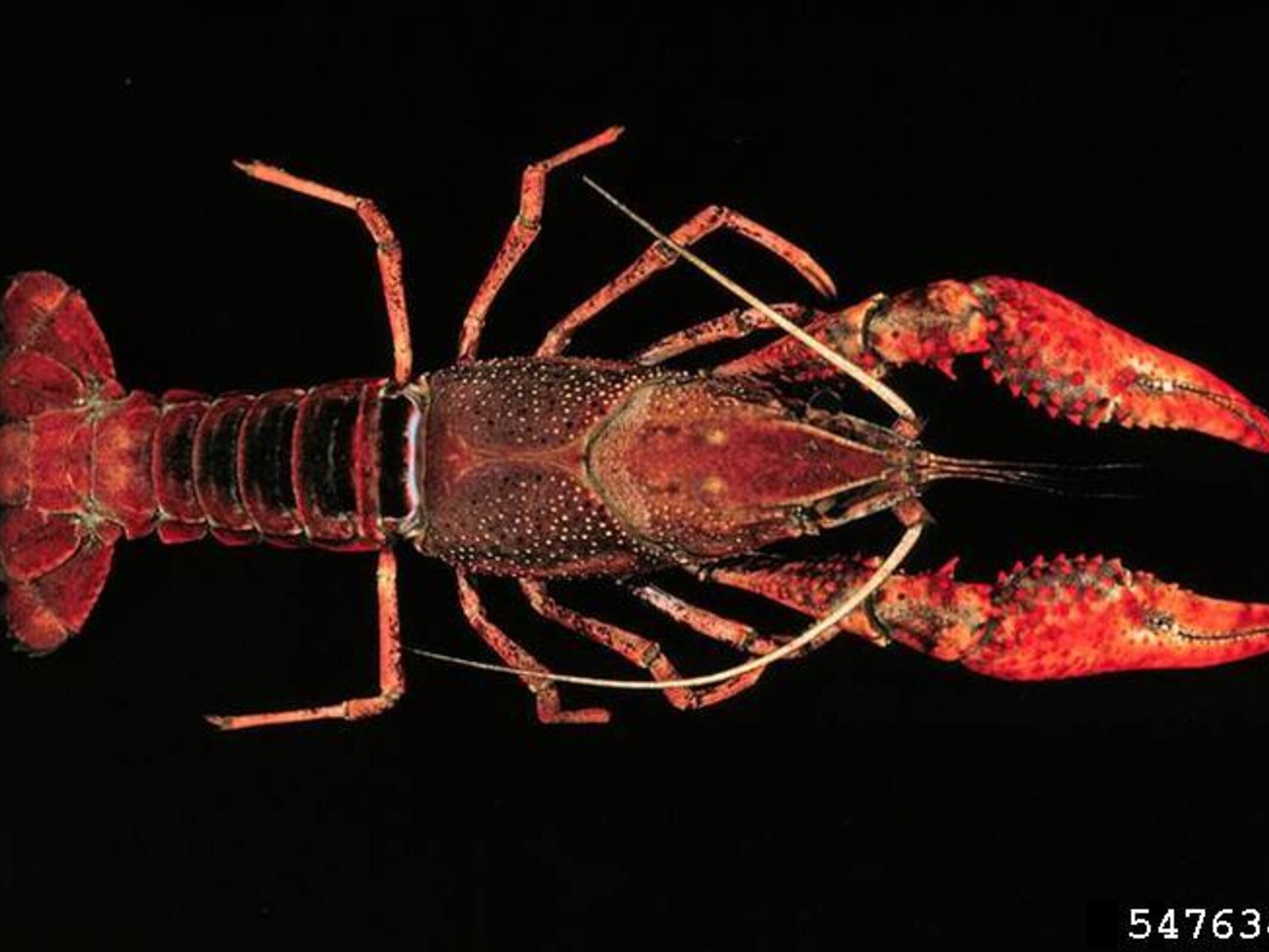 Red Swamp Crayfish | Nebraska Invasive Species Council | Nebraska