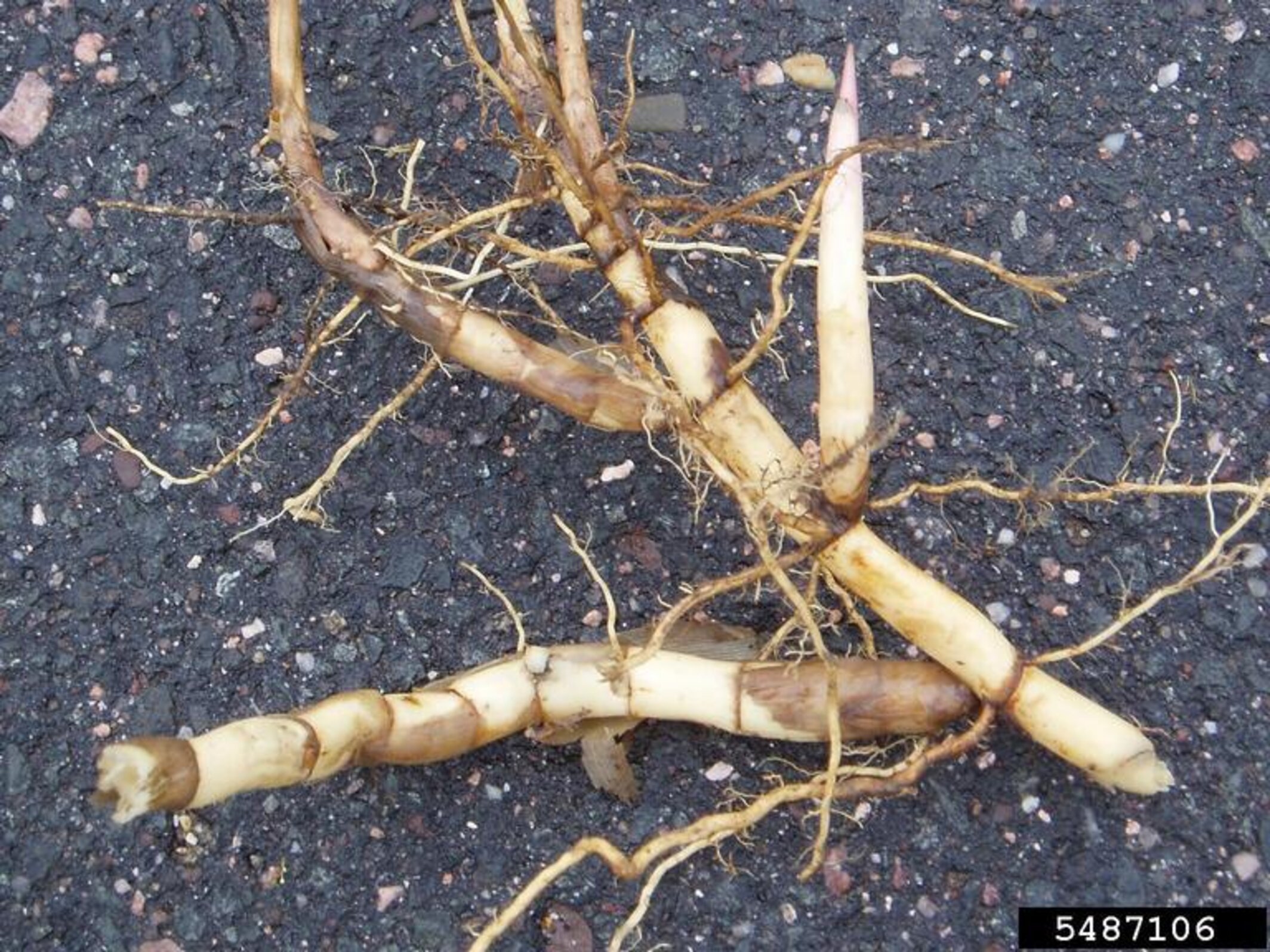 Common Reed | Nebraska Invasive Species Council | Nebraska