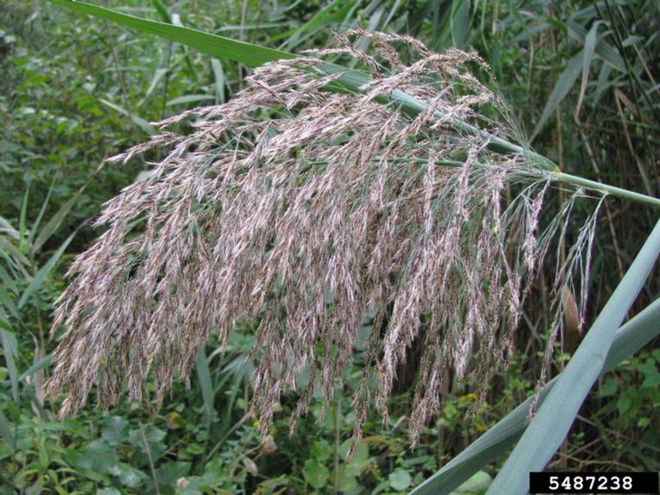 Common Reed | Nebraska Invasive Species Council | Nebraska